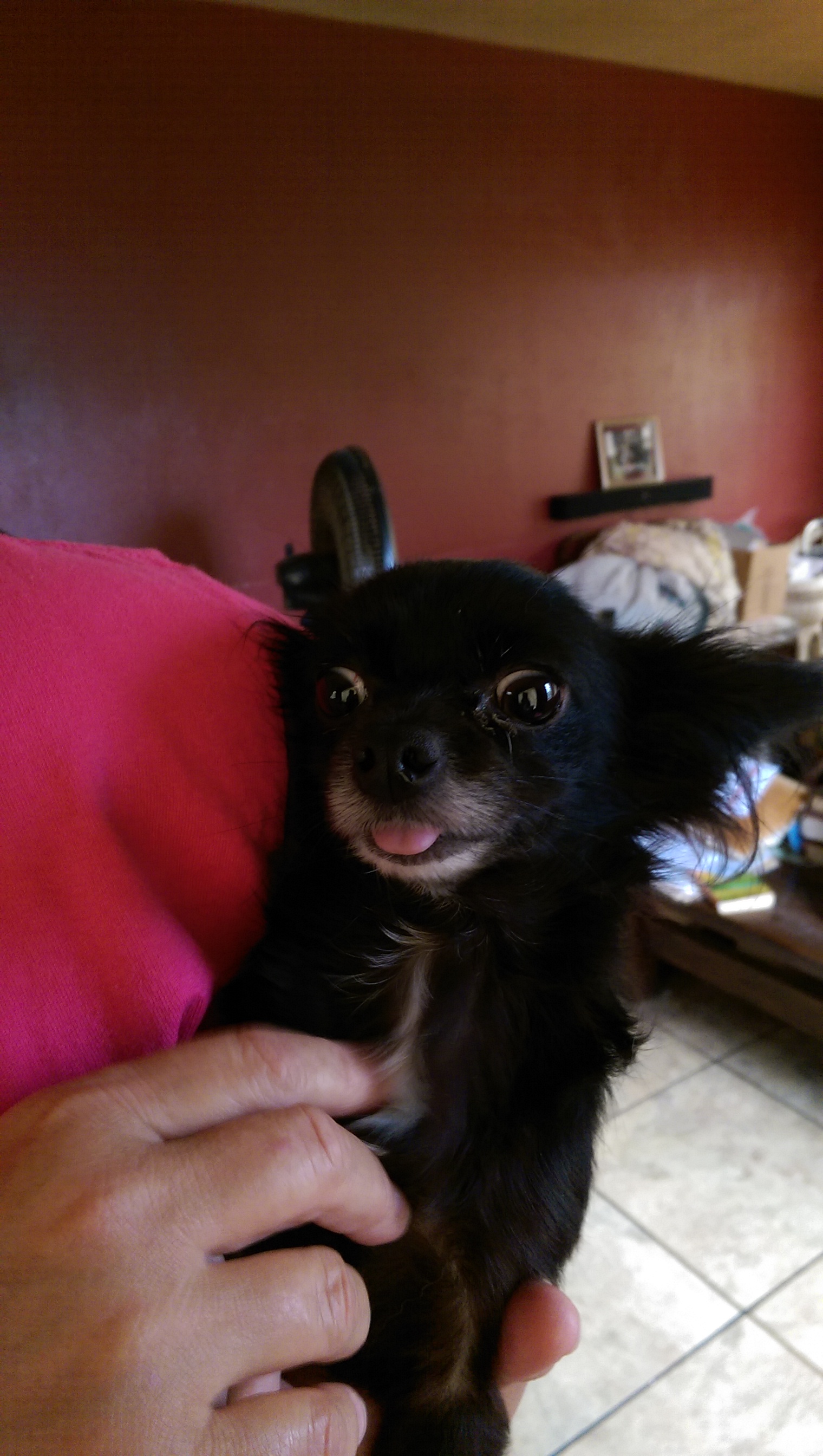 This derpy dog... | Scrolller