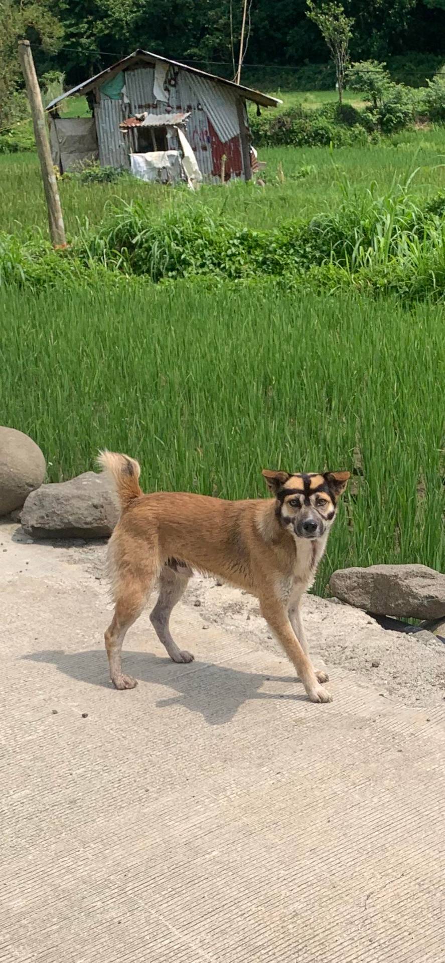 This dog’s facial markings | Scrolller