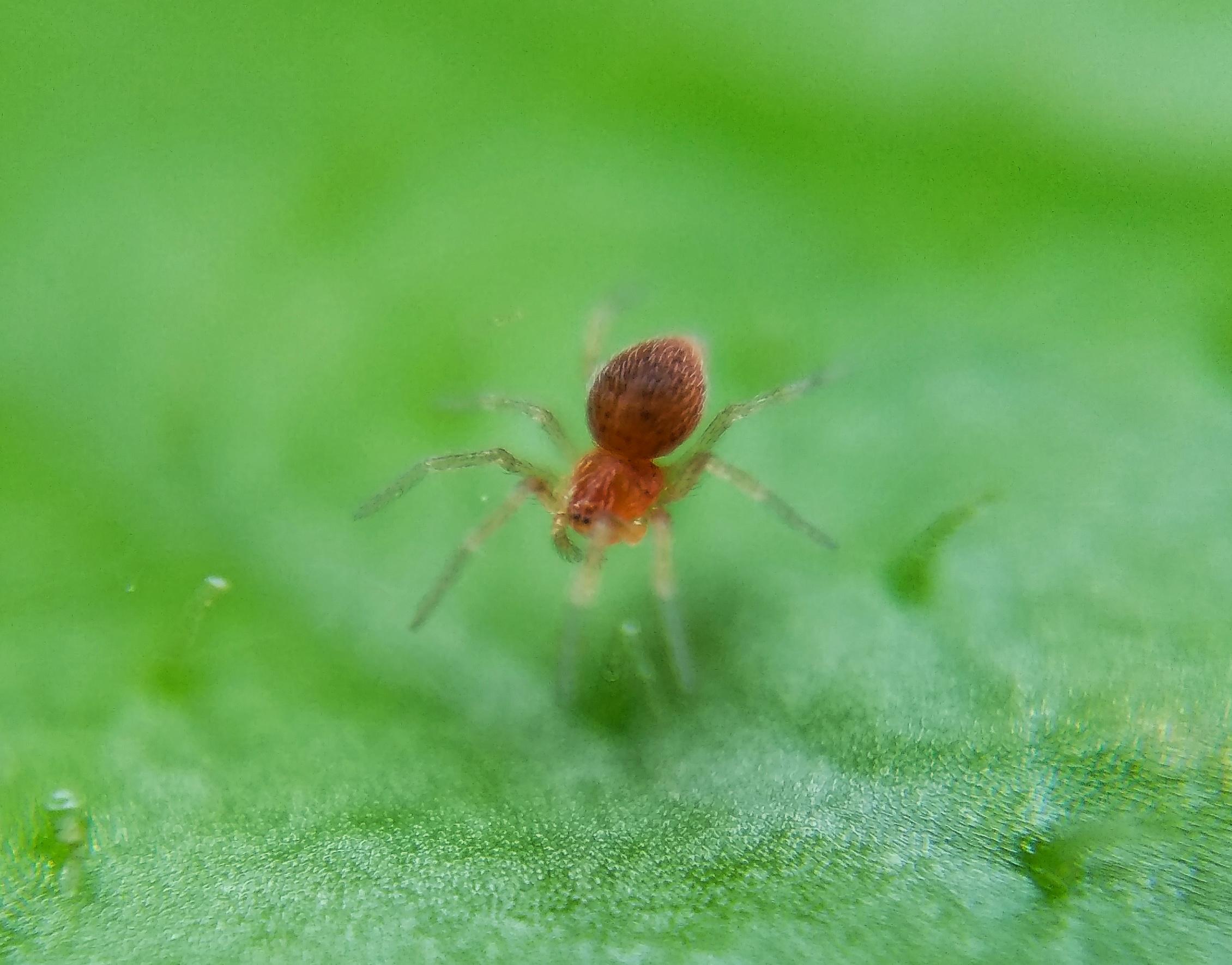 This dude is so small . just about the size of trichomes on the leaf | Scrolller