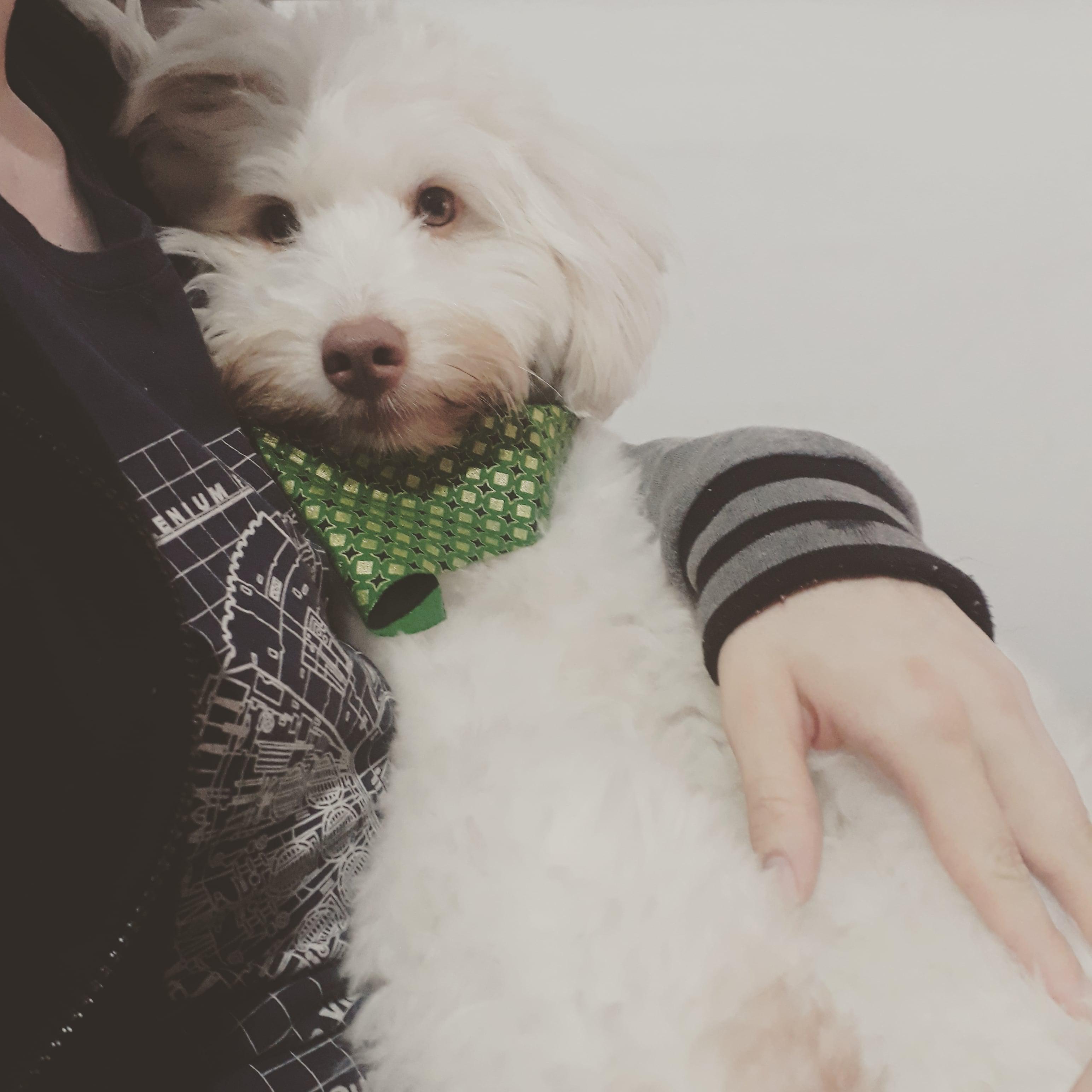 This fluffer squishy just want to be cuddle | Scrolller