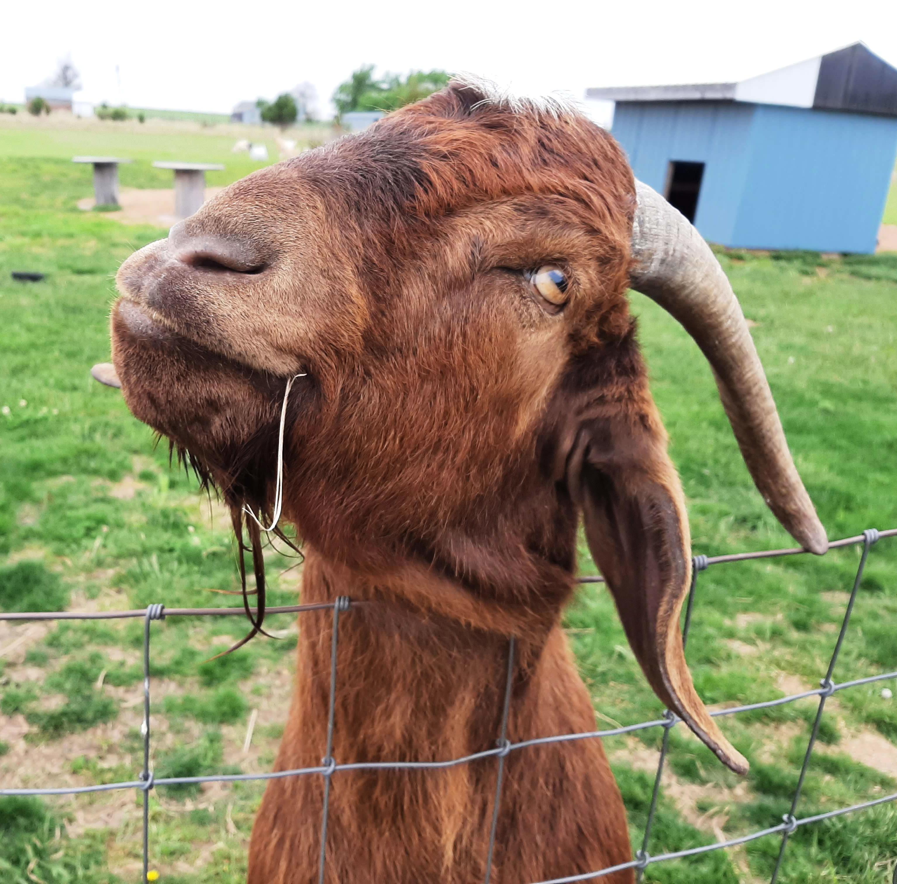 This goat... | Scrolller