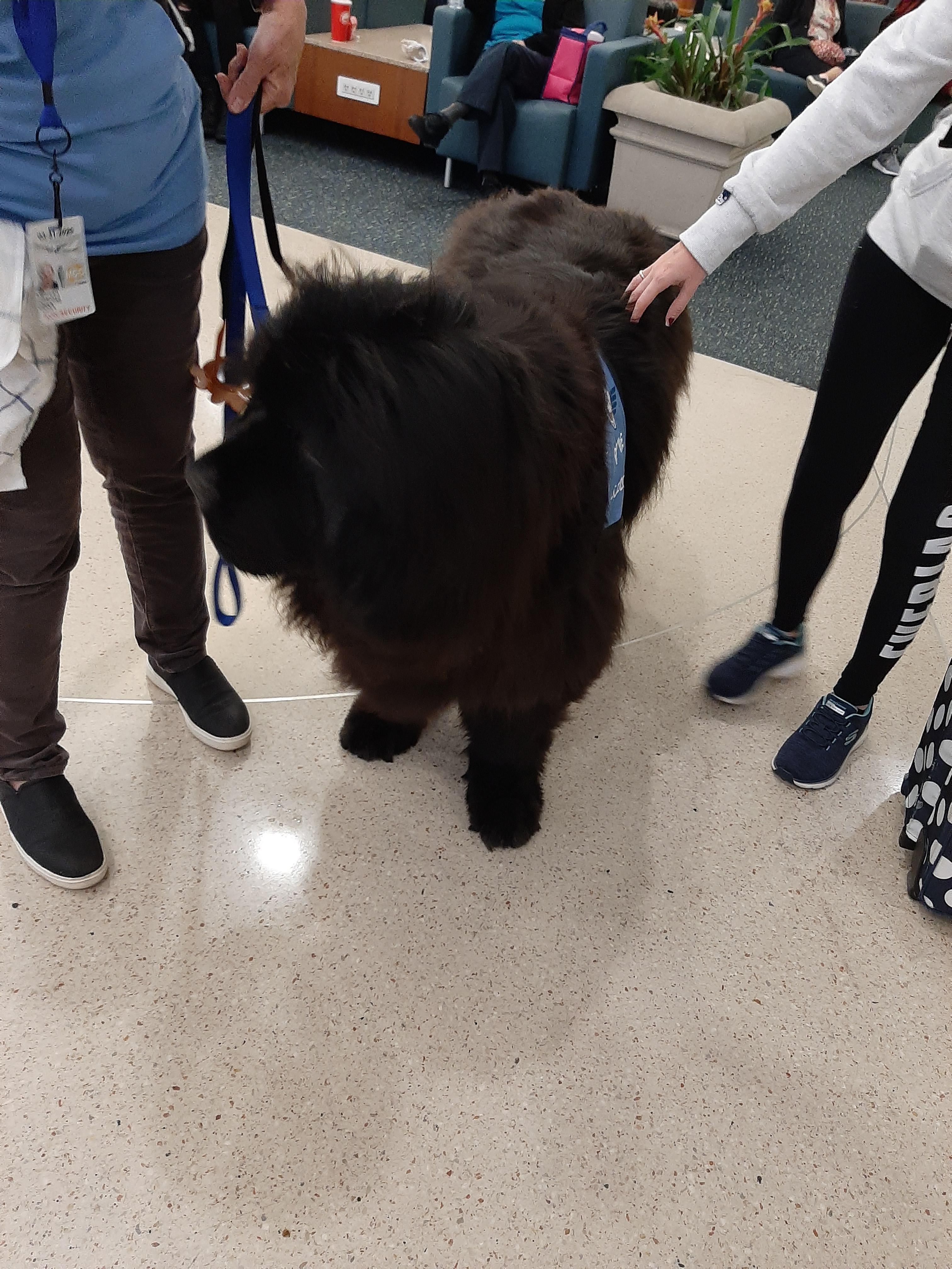 This Good Boy works at Orlando International Airport helping with stress relief. | Scrolller
