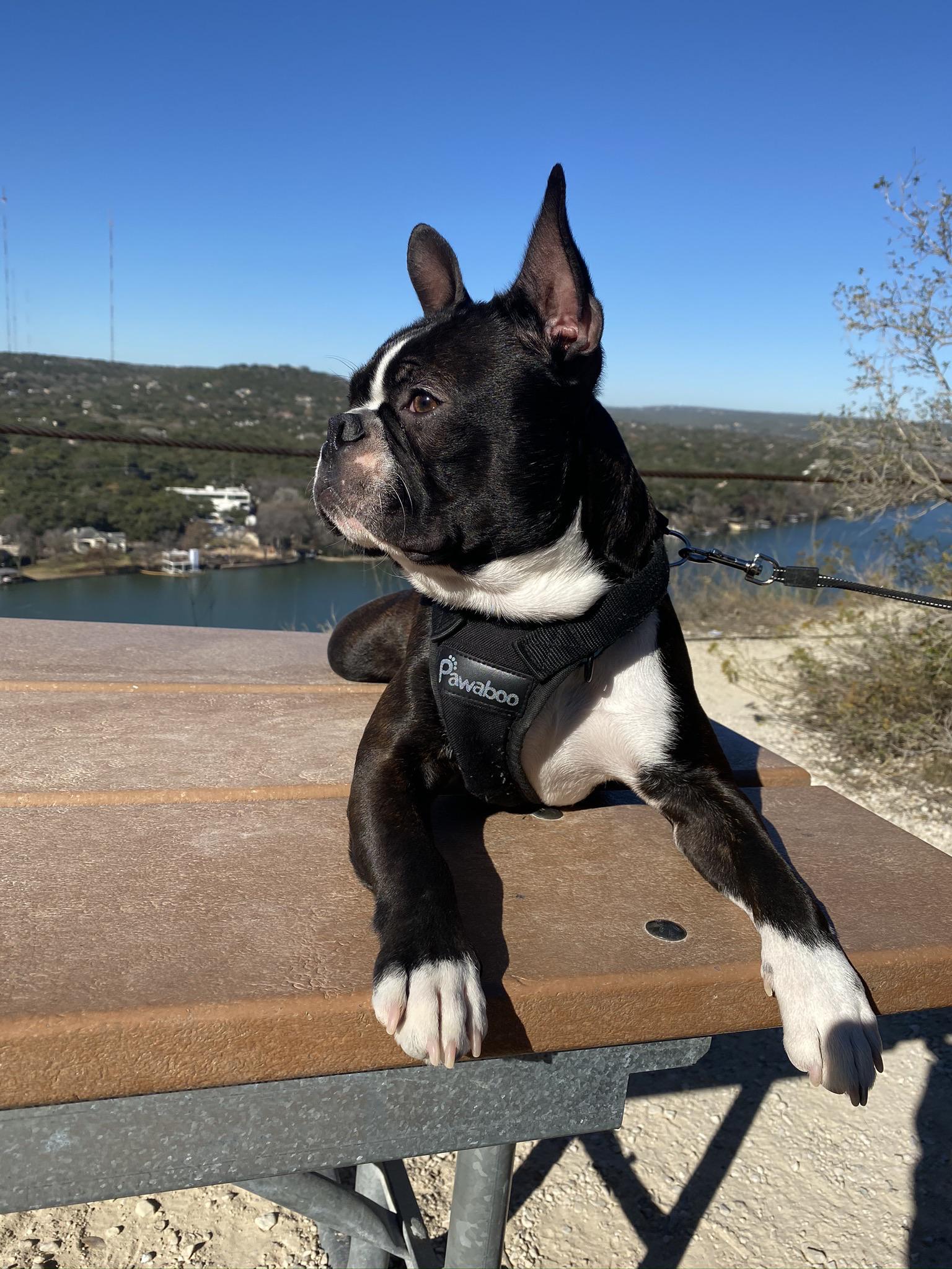 This handsome guy enjoying the beautiful Austin weather | Scrolller