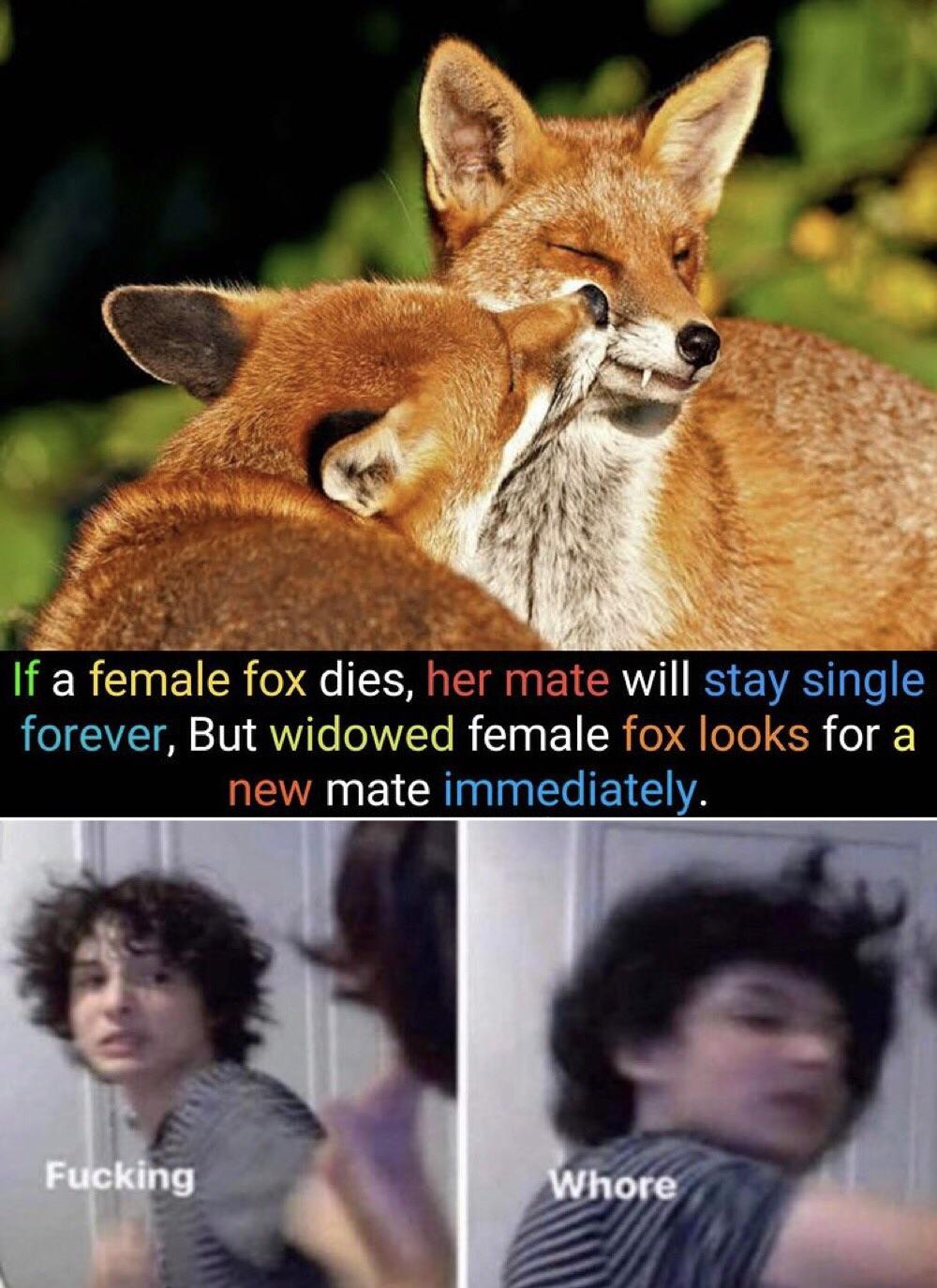 This has probably been done before | Scrolller