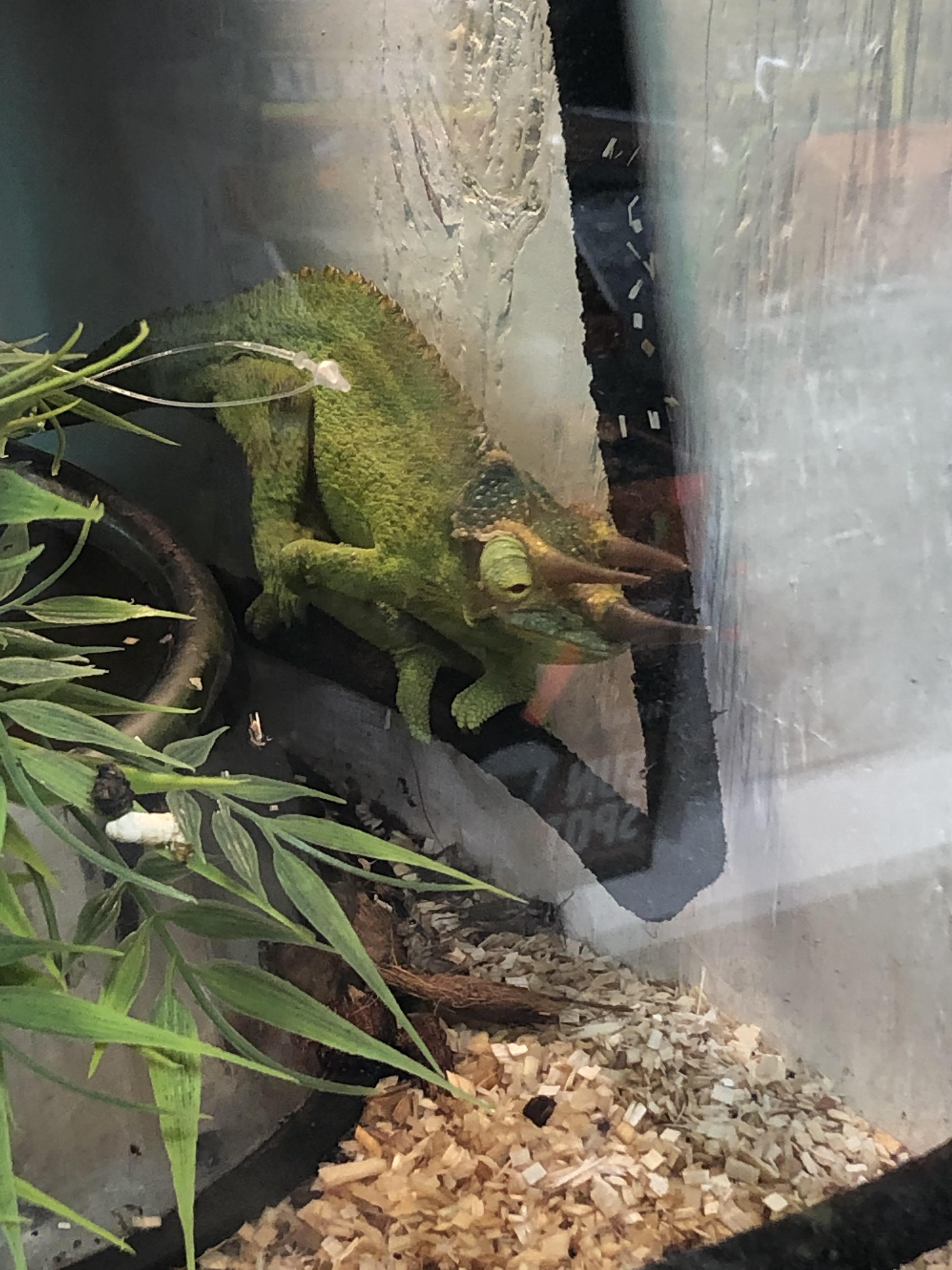 This horned lizard | Scrolller