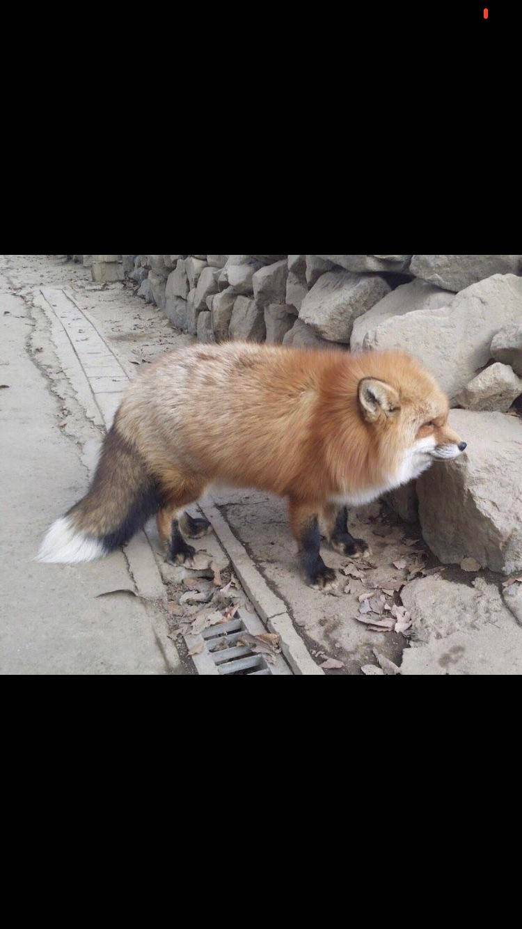 This huge fox | Scrolller