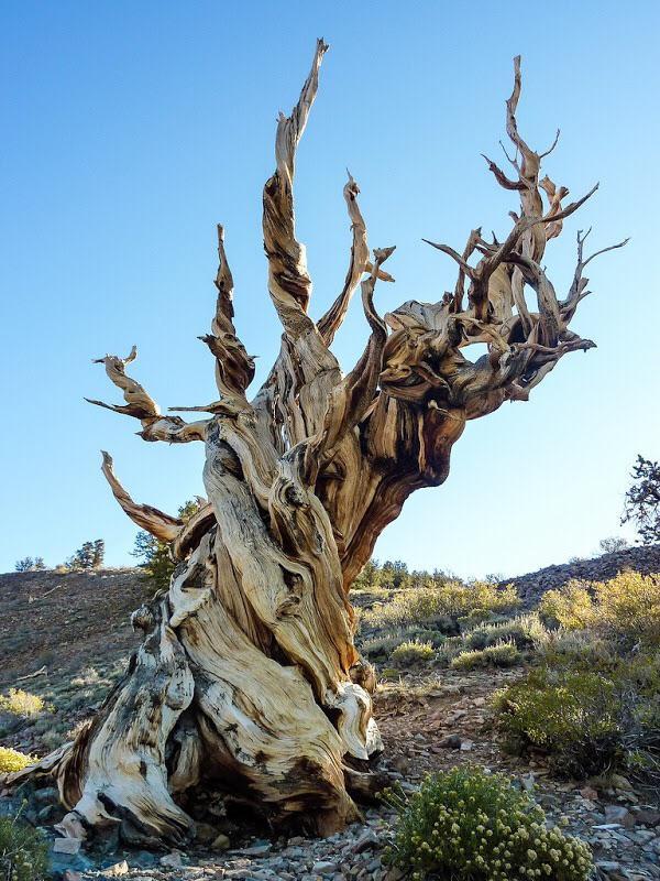 This is a bristlecone pine tree. They have an astonishing lifespan of 5 thousand years. | Scrolller