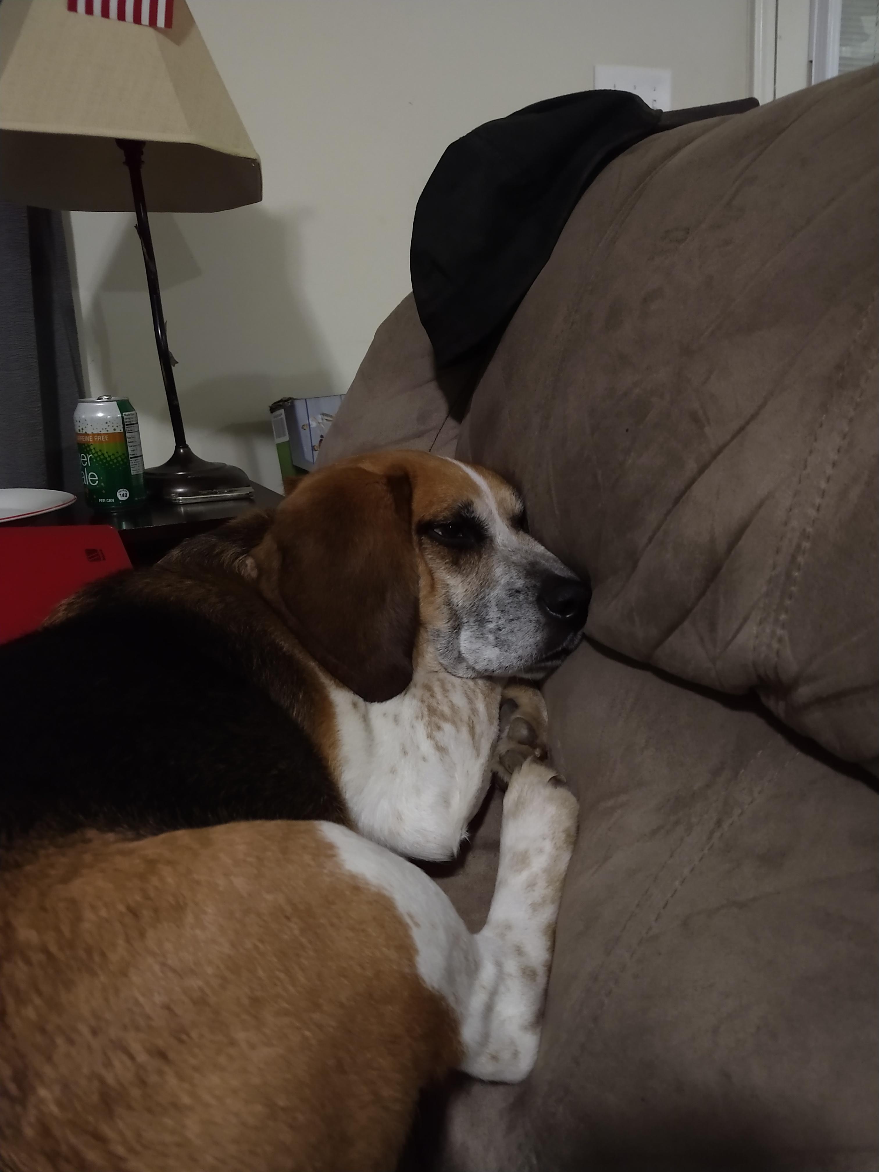 This is Apollo, my 4 year old beagle. | Scrolller