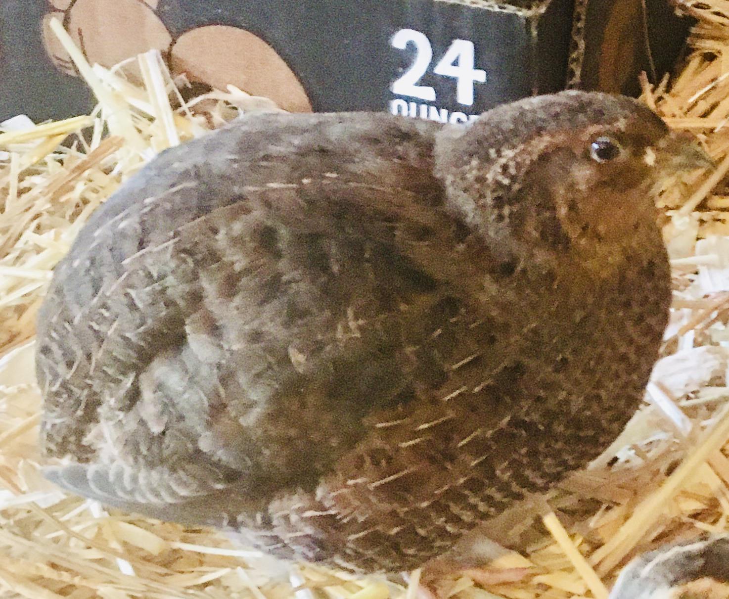 This is Big Rosie, my most voluptuous Borb | Scrolller