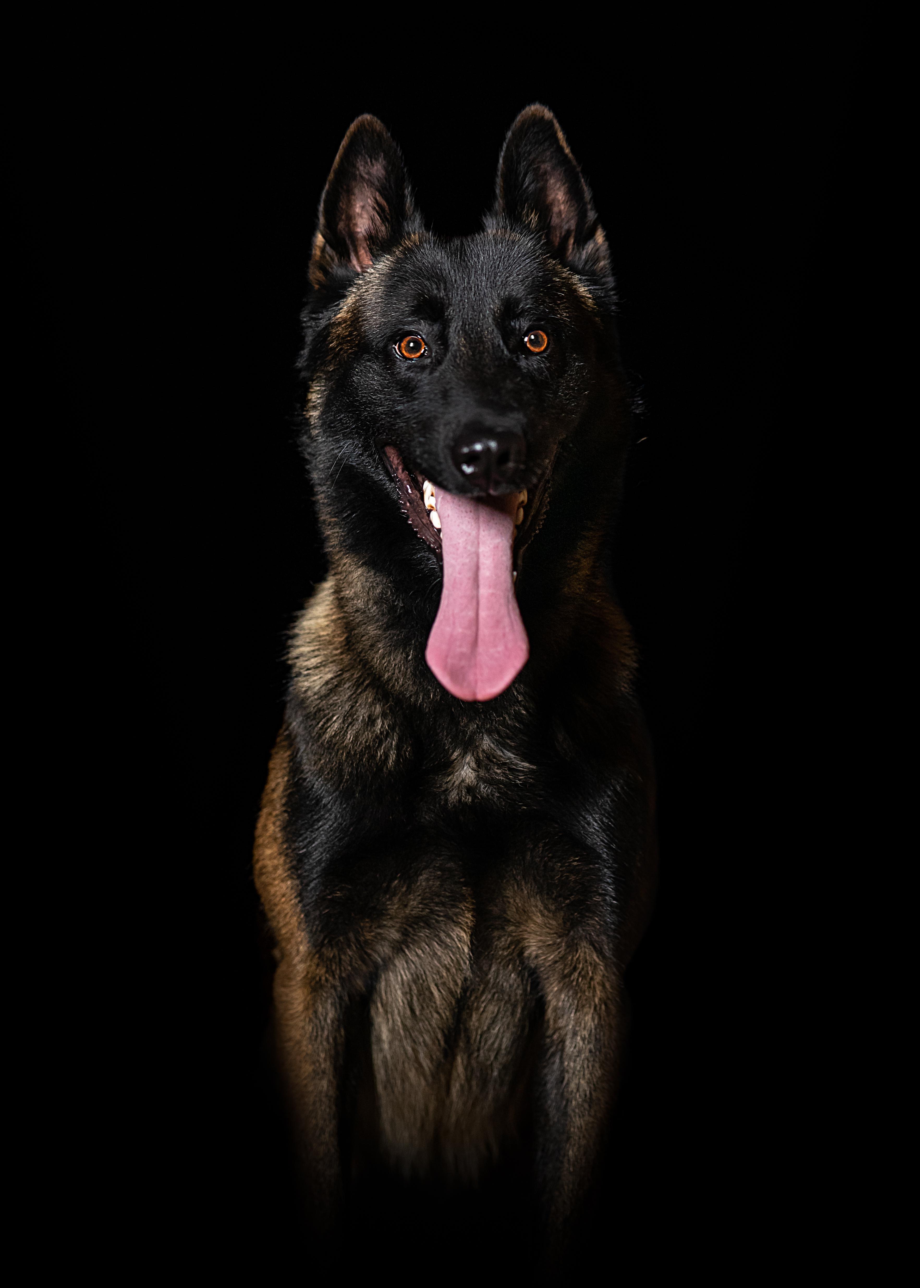 This is Boris | Scrolller