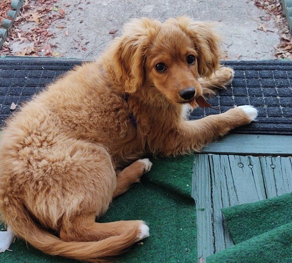 This is Colonel Brandon our Cavapoo puppy! His favorite activity is chasing leaves :) | Scrolller