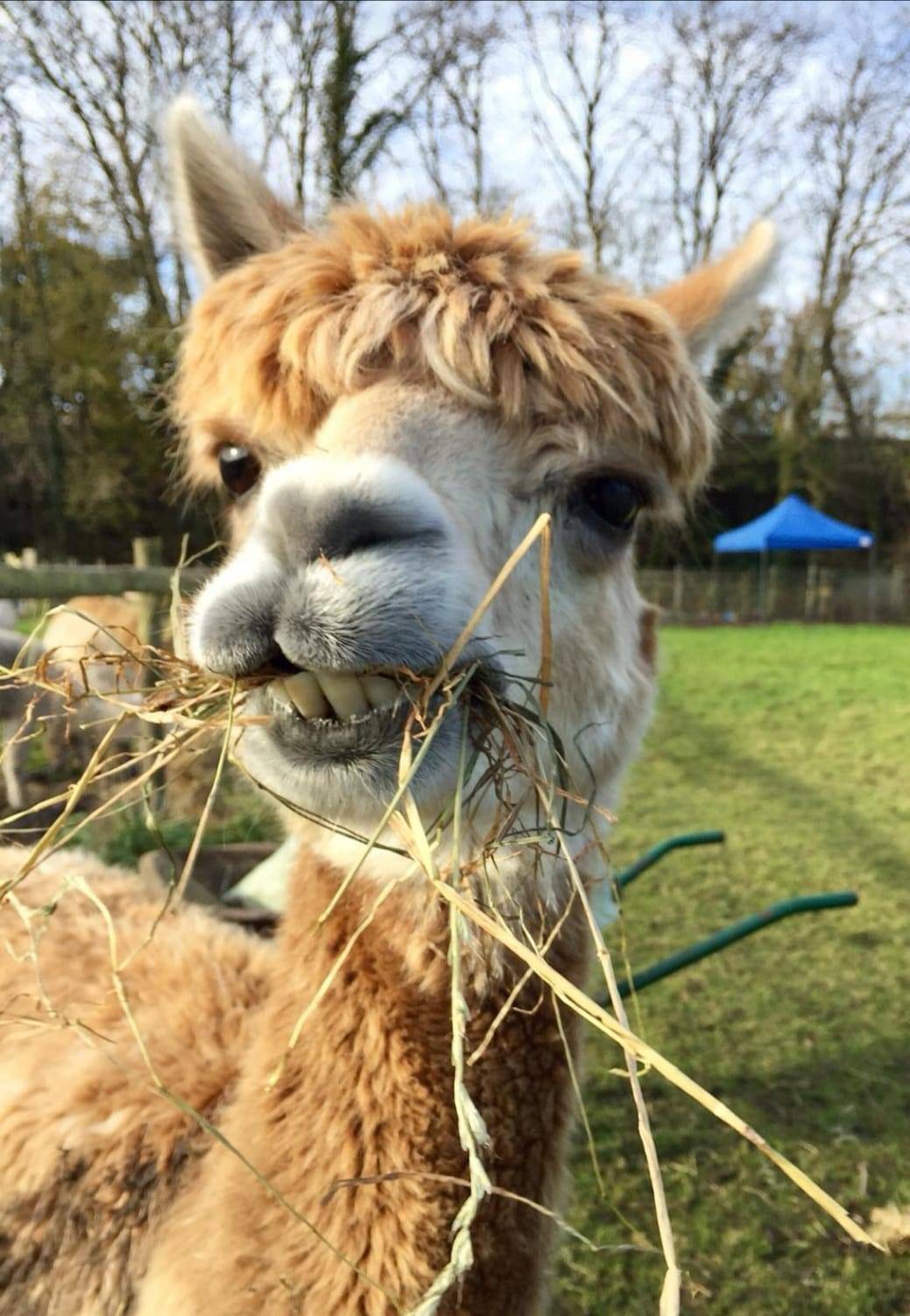 This is Dave, a castrated male who looks after the female herd, he loves his hay!! | Scrolller
