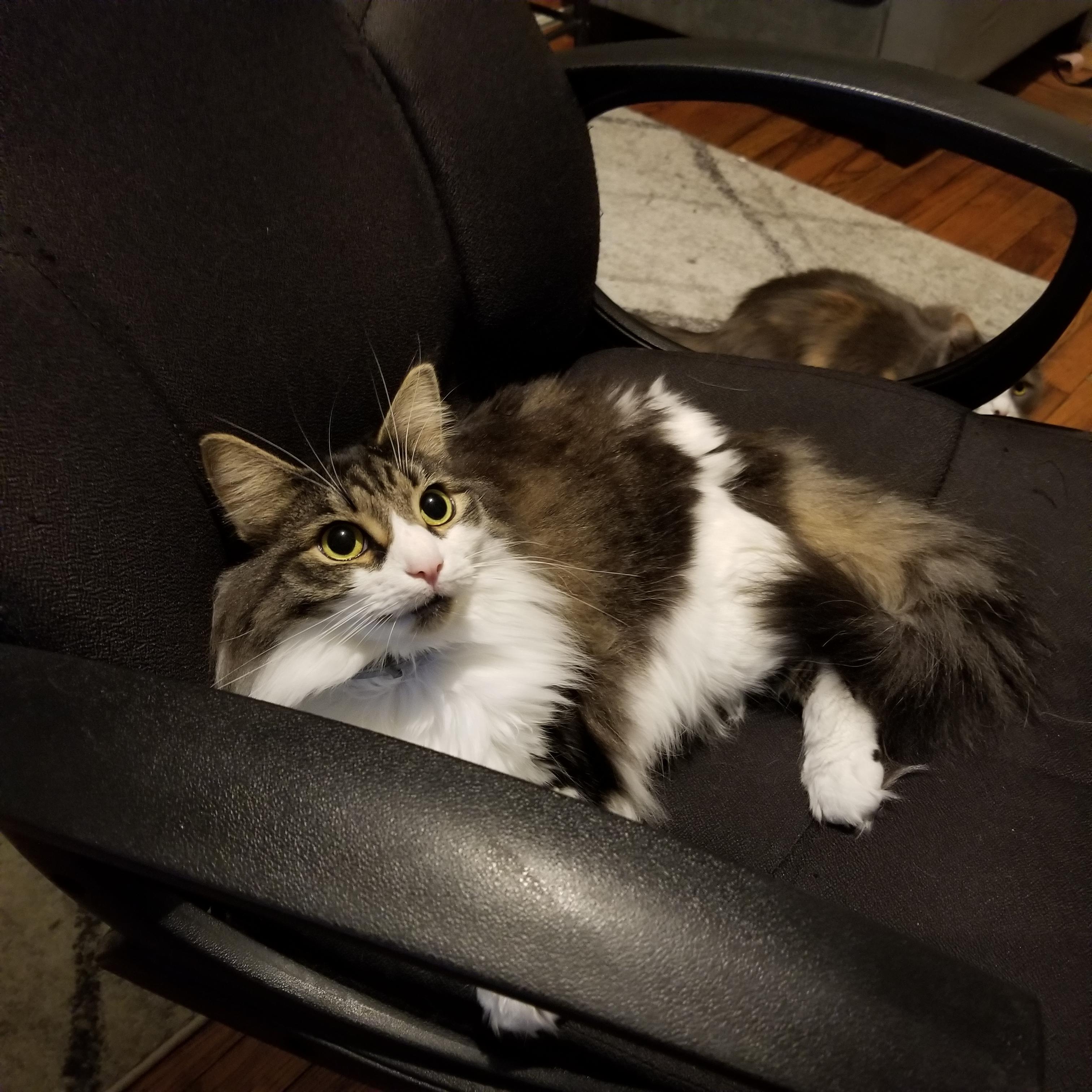 This is Donut, the queen of stealing comfy chairs. | Scrolller