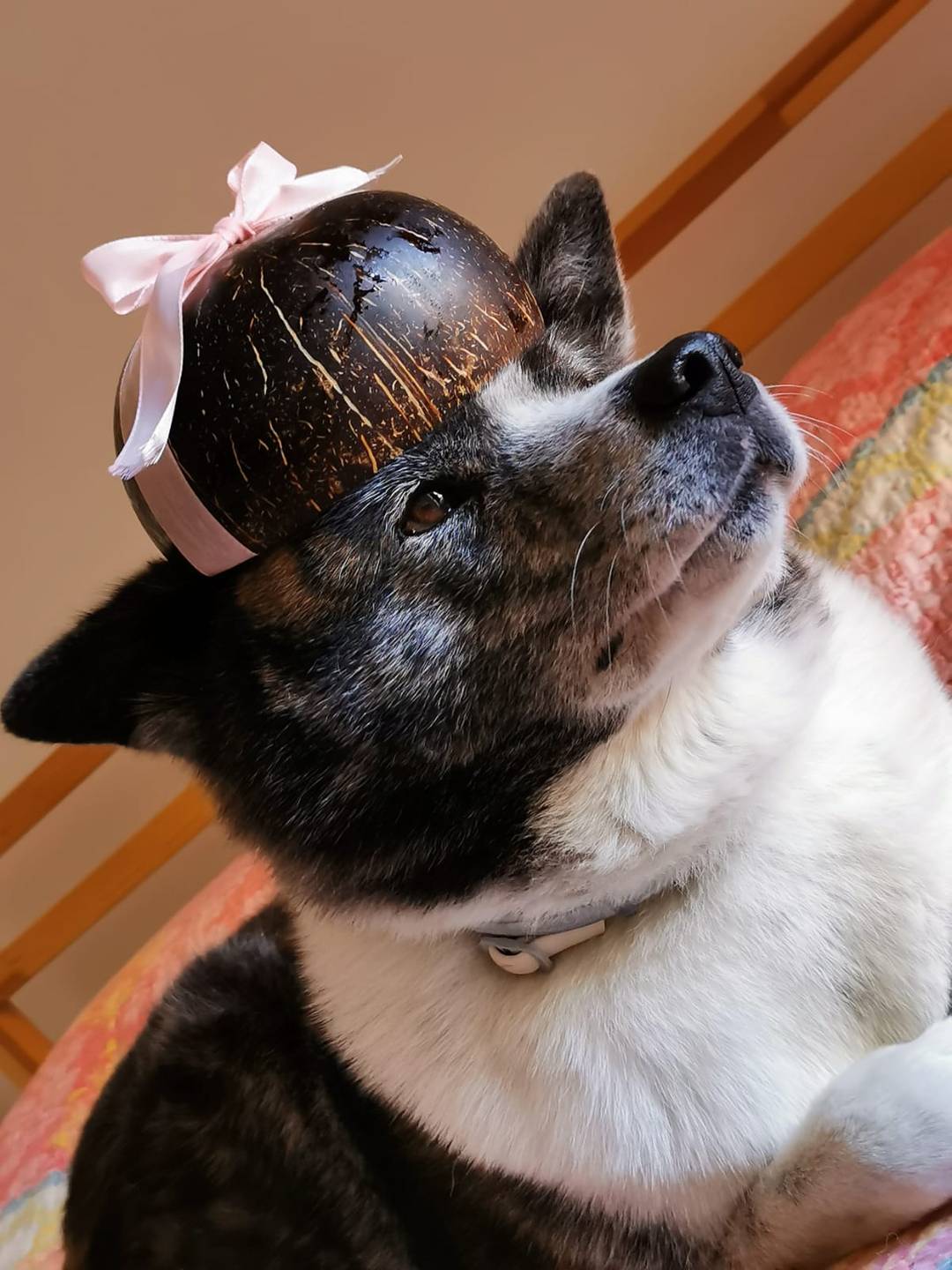 This is Feng and she has big plans for the future | Scrolller