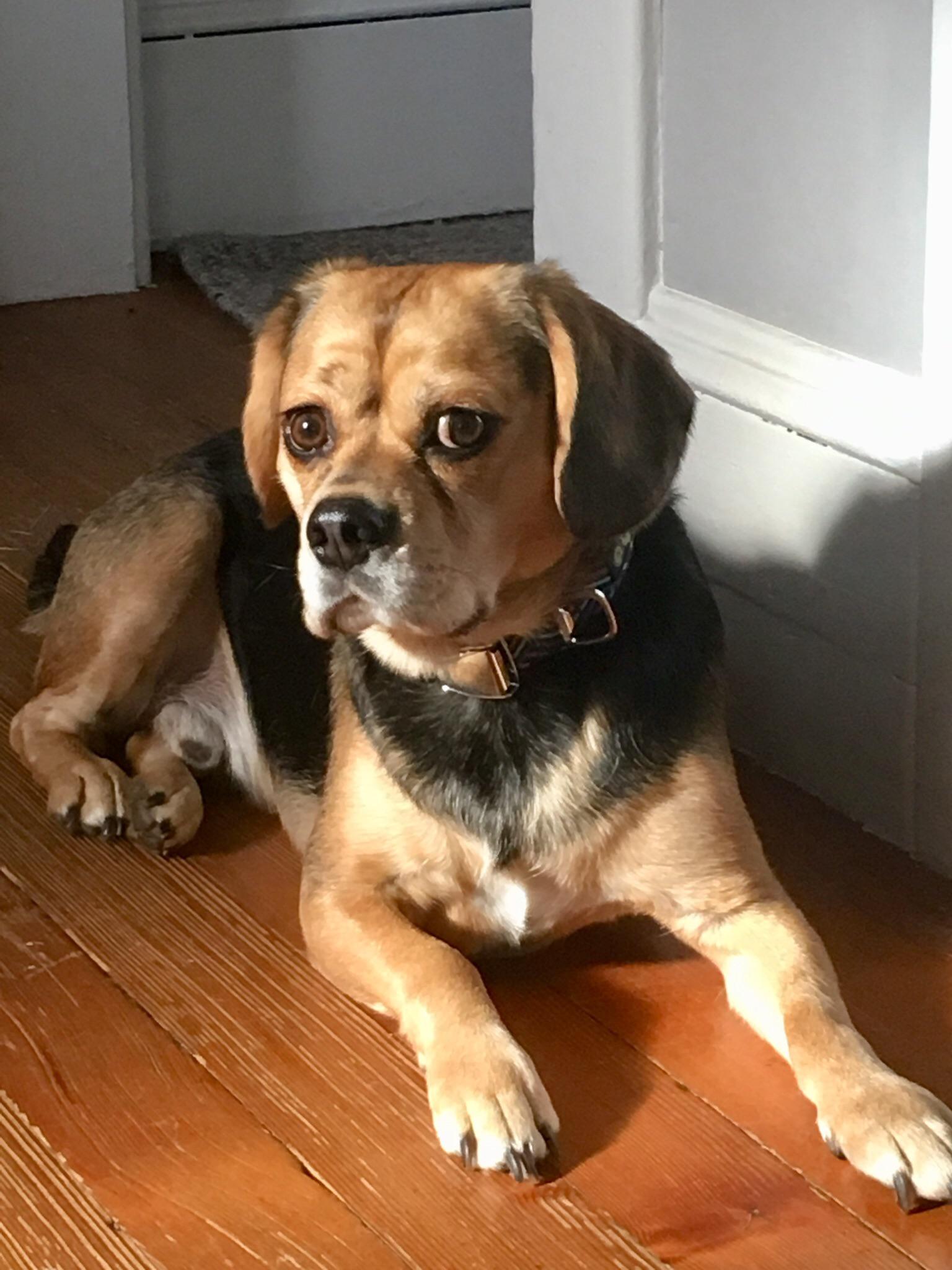 This is Gus AKA The Little Prince ... he’s 50% Puggle, 50% Cavalier King Charles Spaniel ... and ...