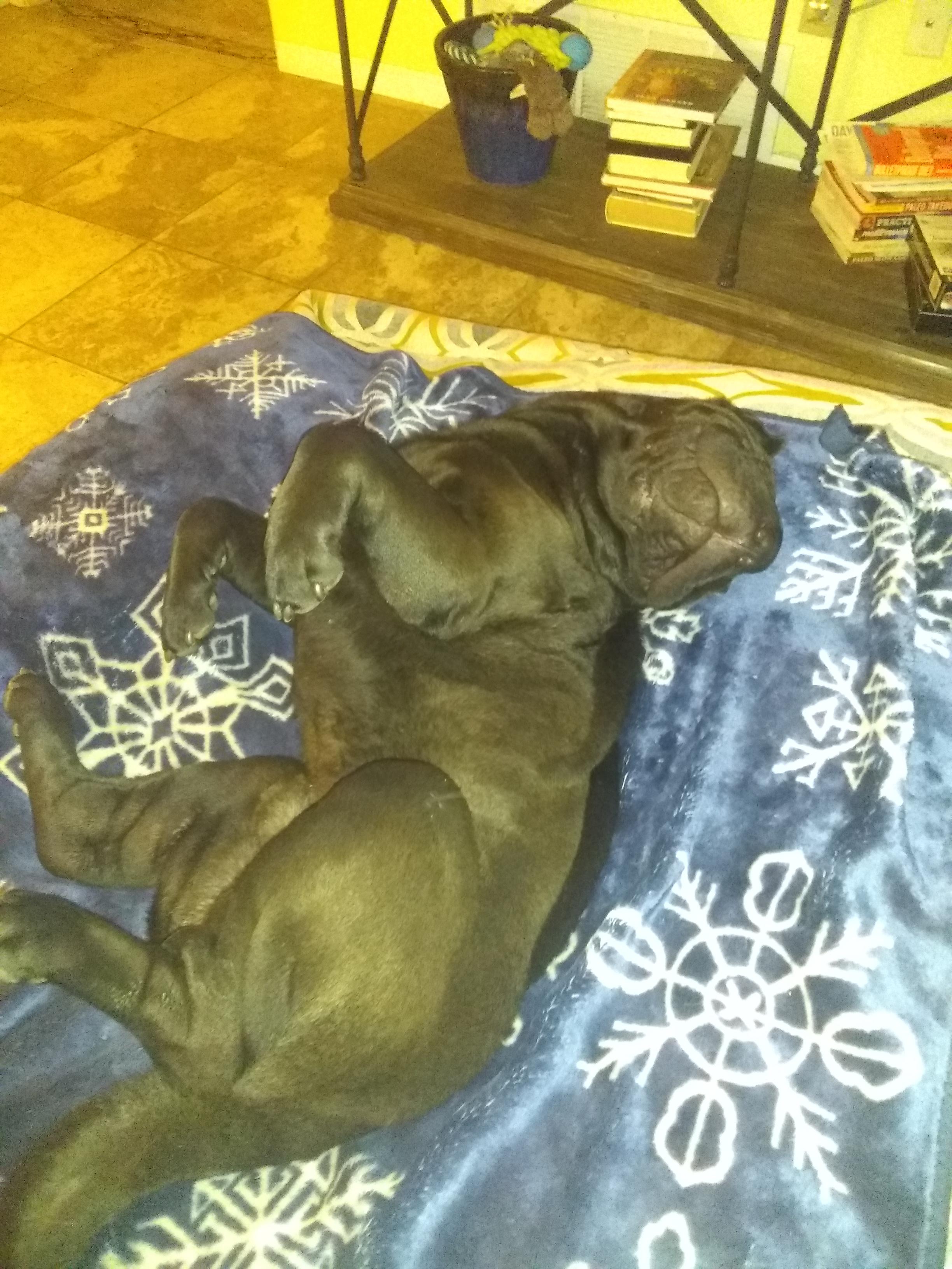 This is how he tells me to give him a belly rub. | Scrolller