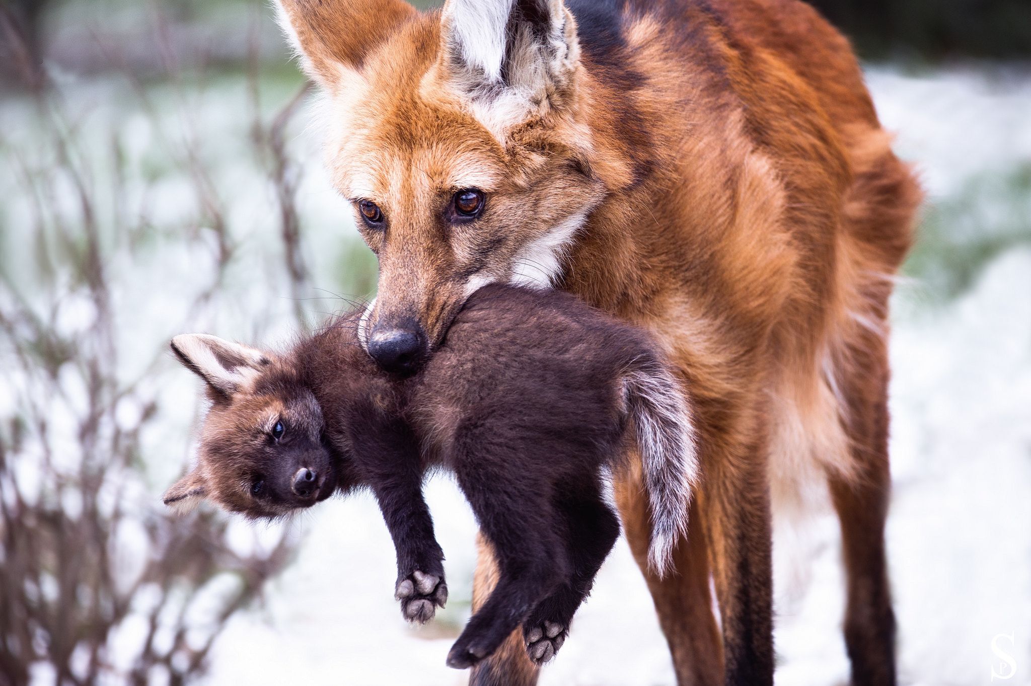 This is how maned wolves carry their pups | Scrolller