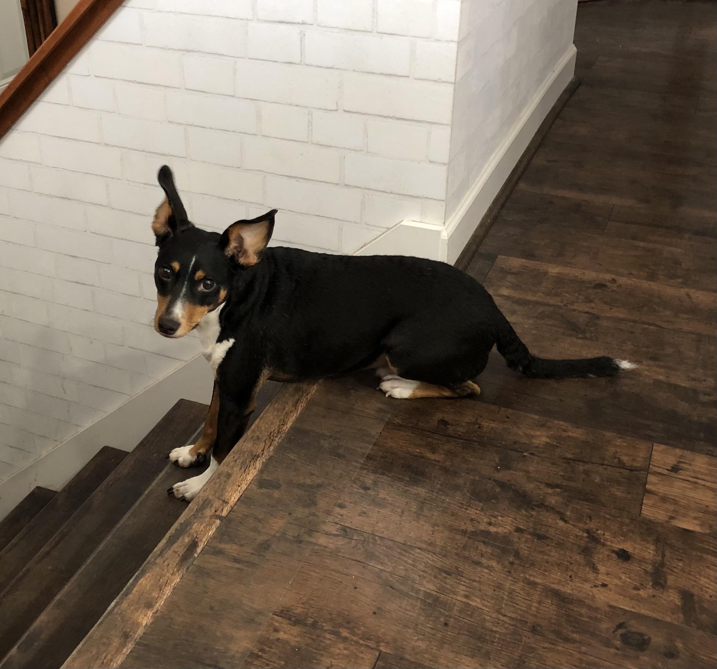 This is how Moose sits on the stairs. | Scrolller