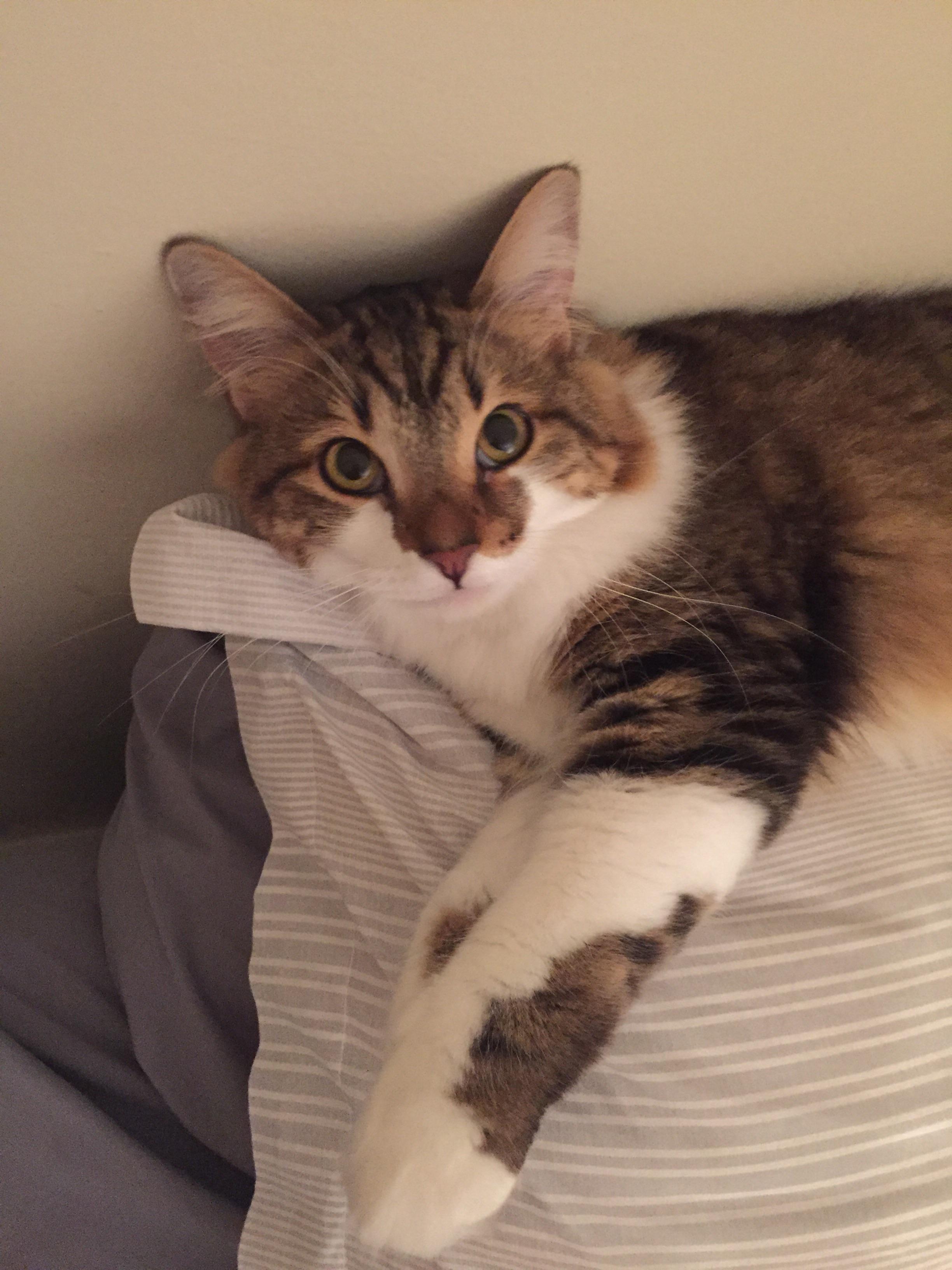 This is Juno! My sweet baby! | Scrolller