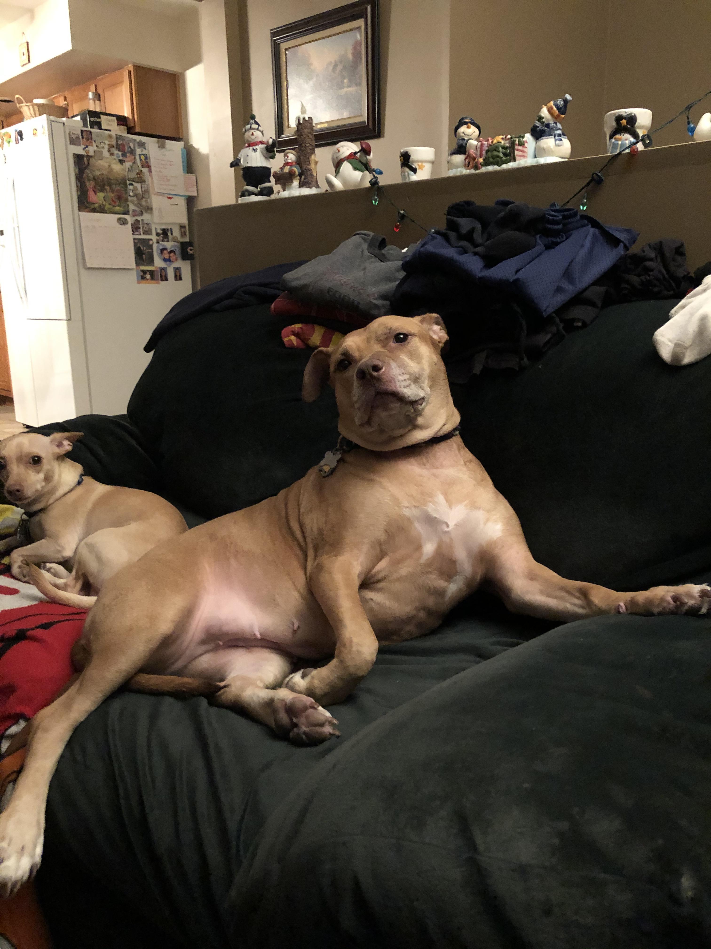 This is Lexi, she is very chonky | Scrolller