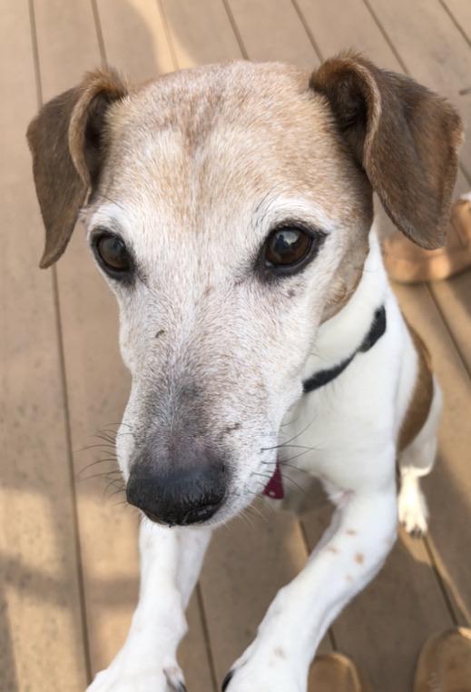 This is LUCKY BOY. My son’s 19 yr old jack ️ | Scrolller