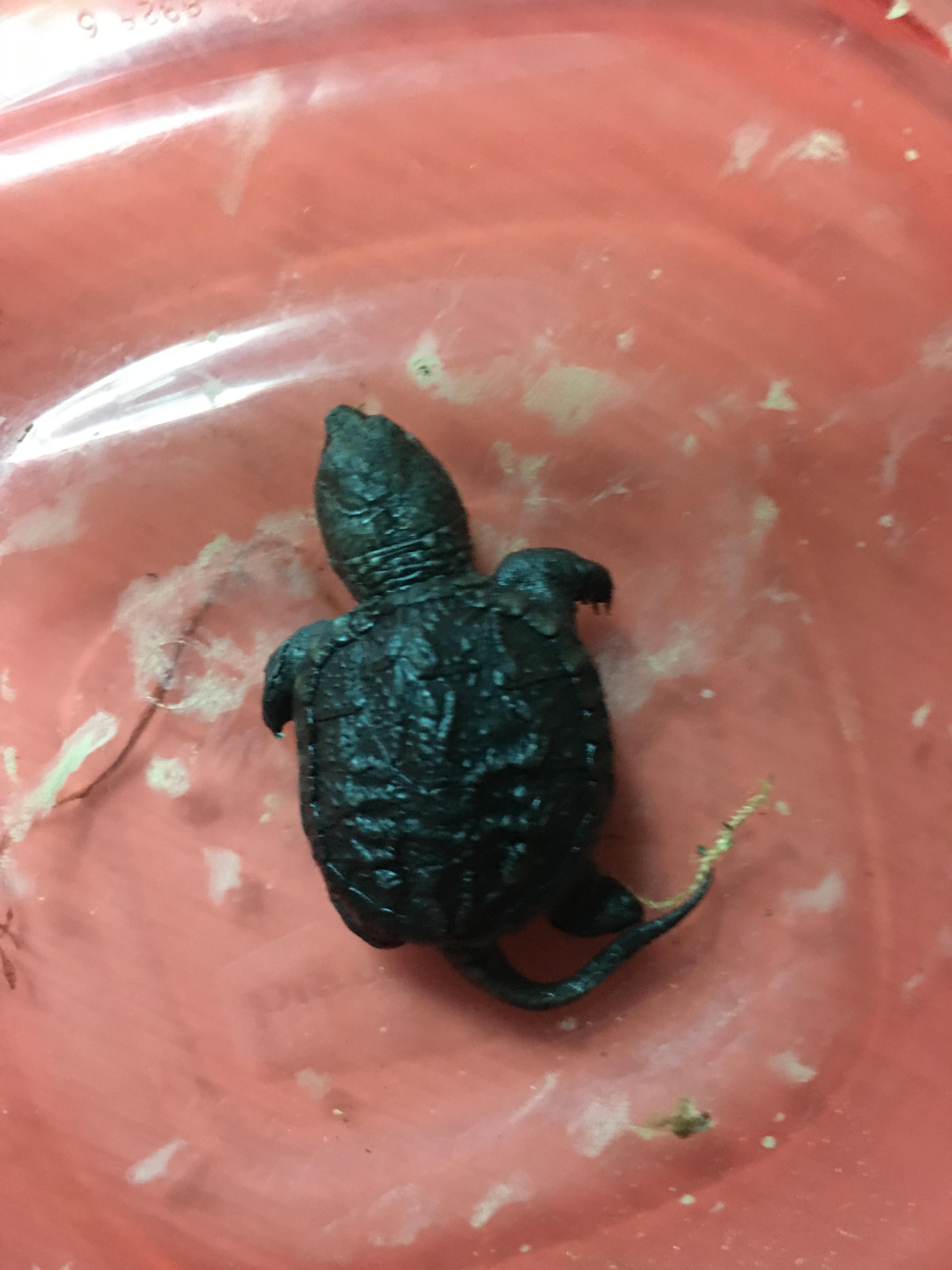 This is Luigi the snapping turtle | Scrolller