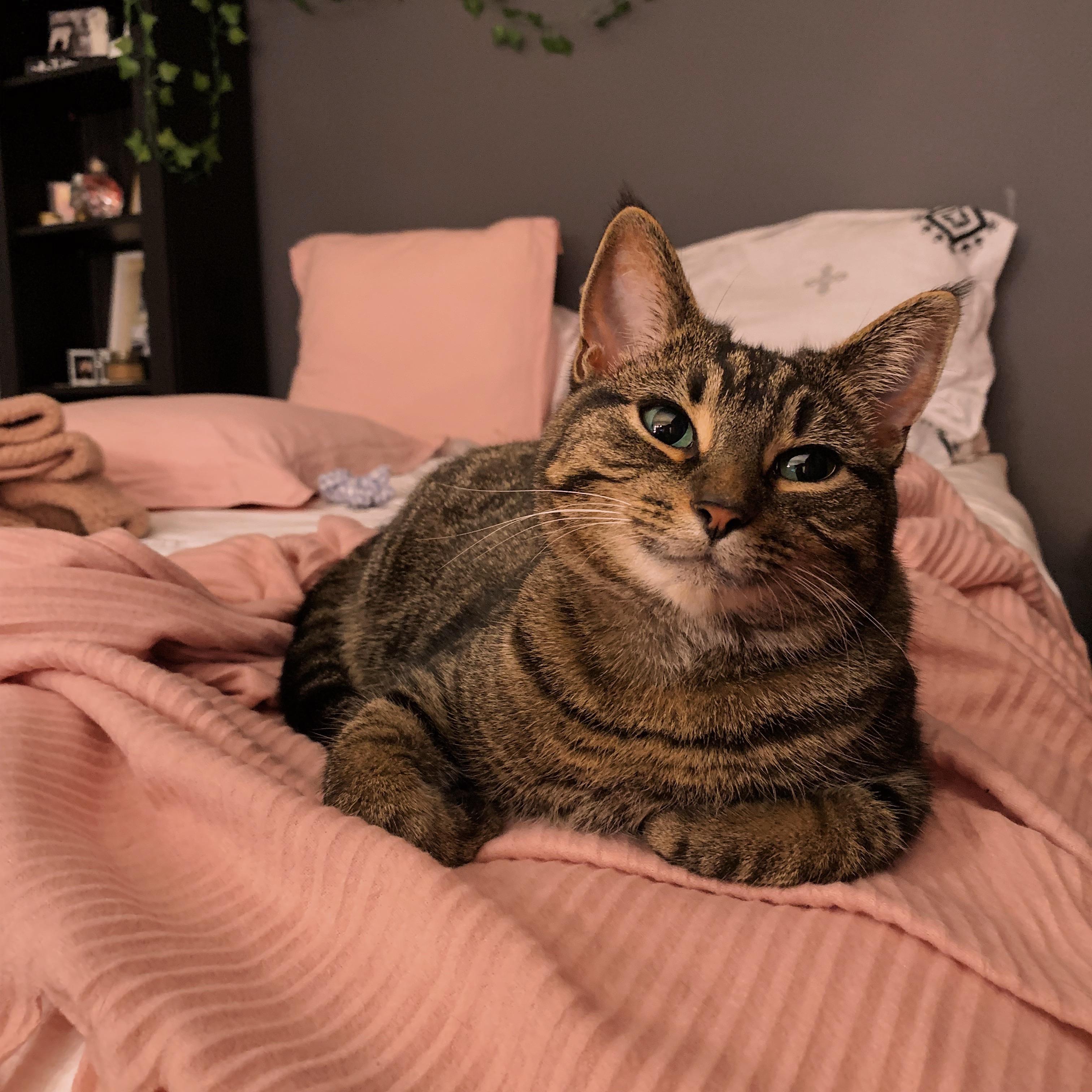 This is Luna. She’s always mirin. | Scrolller