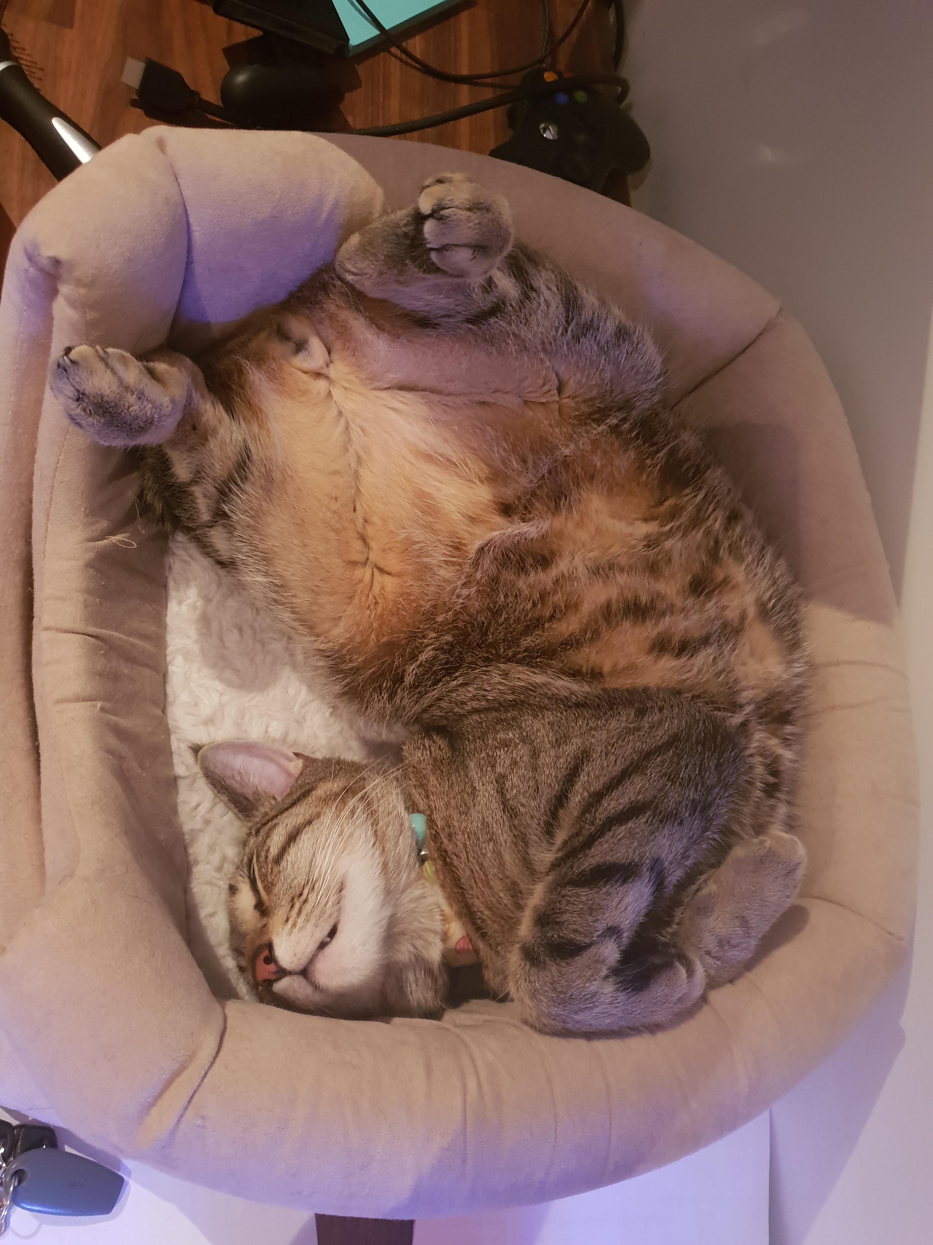 This is Moose, he's a back sleeper | Scrolller