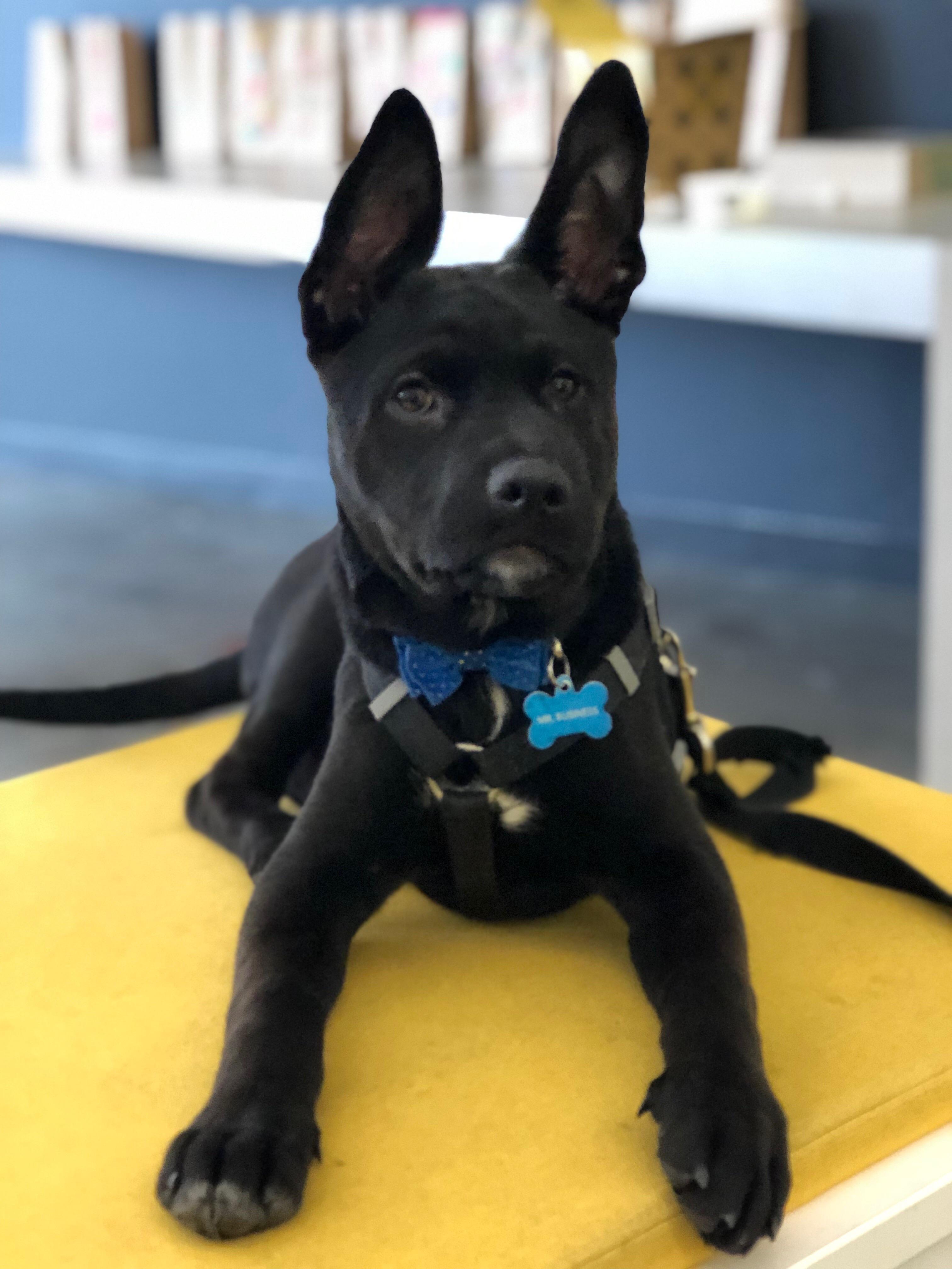 This is Mr. Business. Half black lab, half ears. | Scrolller