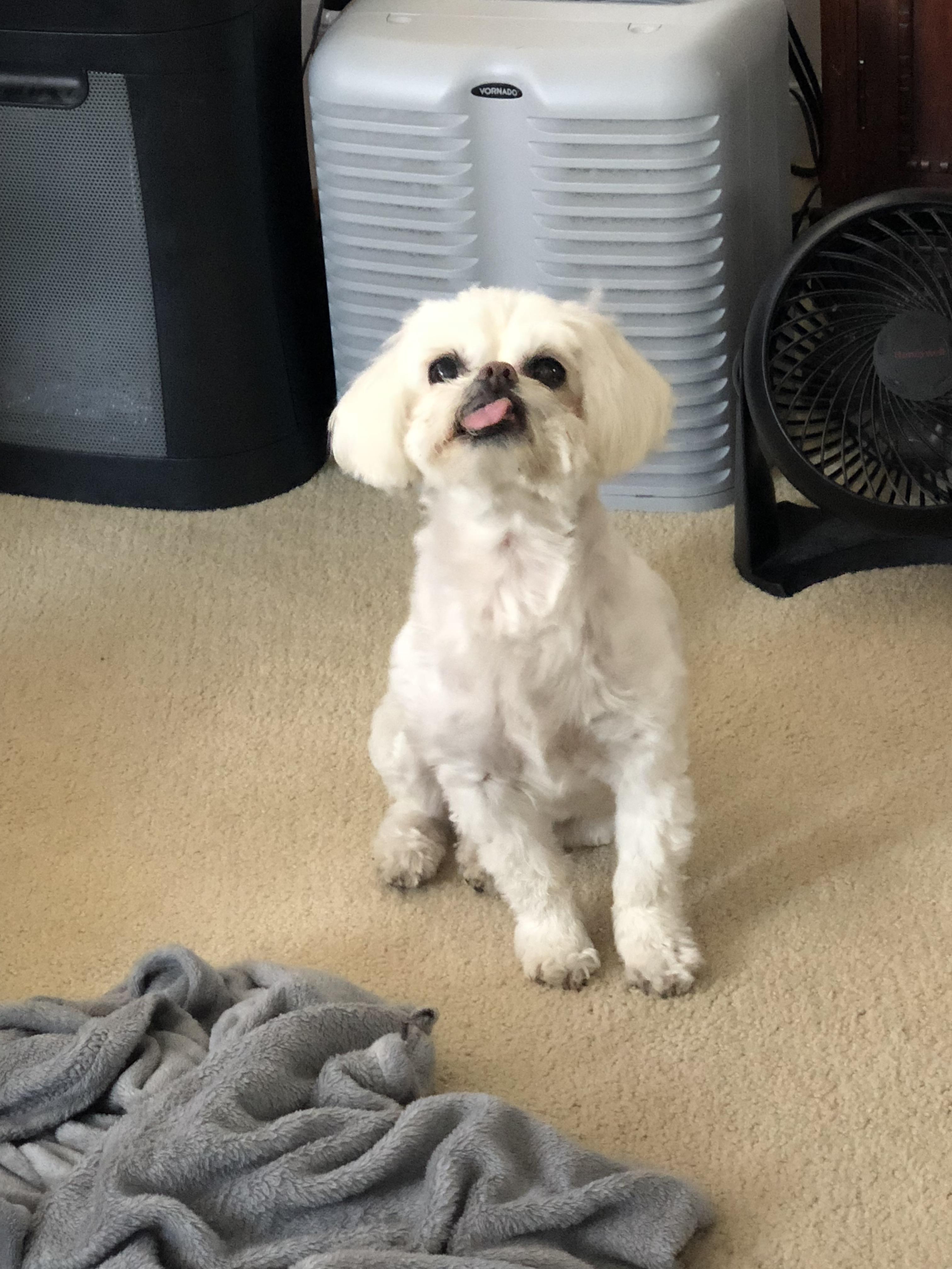 This is Mr Snaggles mid stretch. | Scrolller