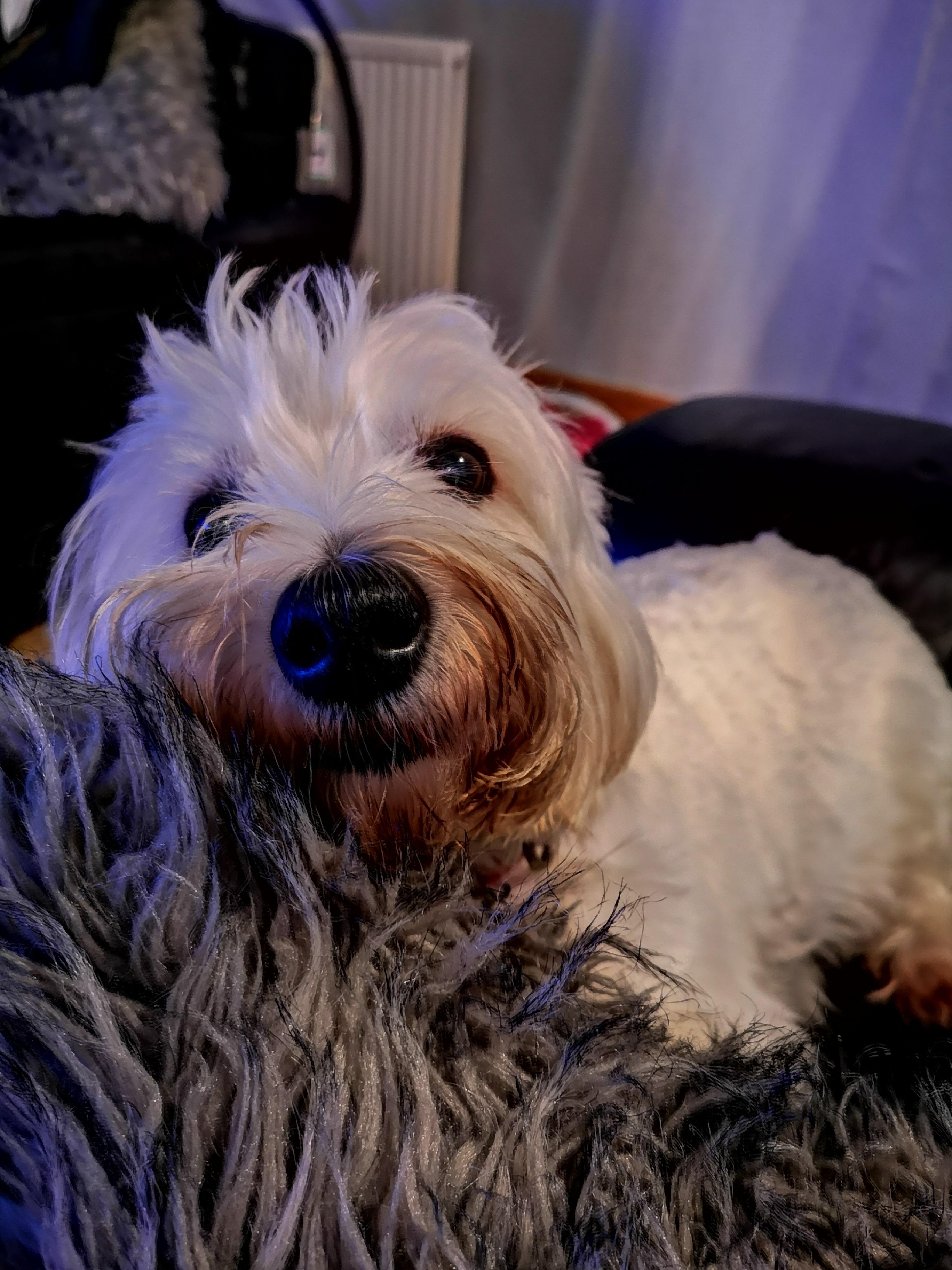 This is my beautiful westie called lexie. | Scrolller