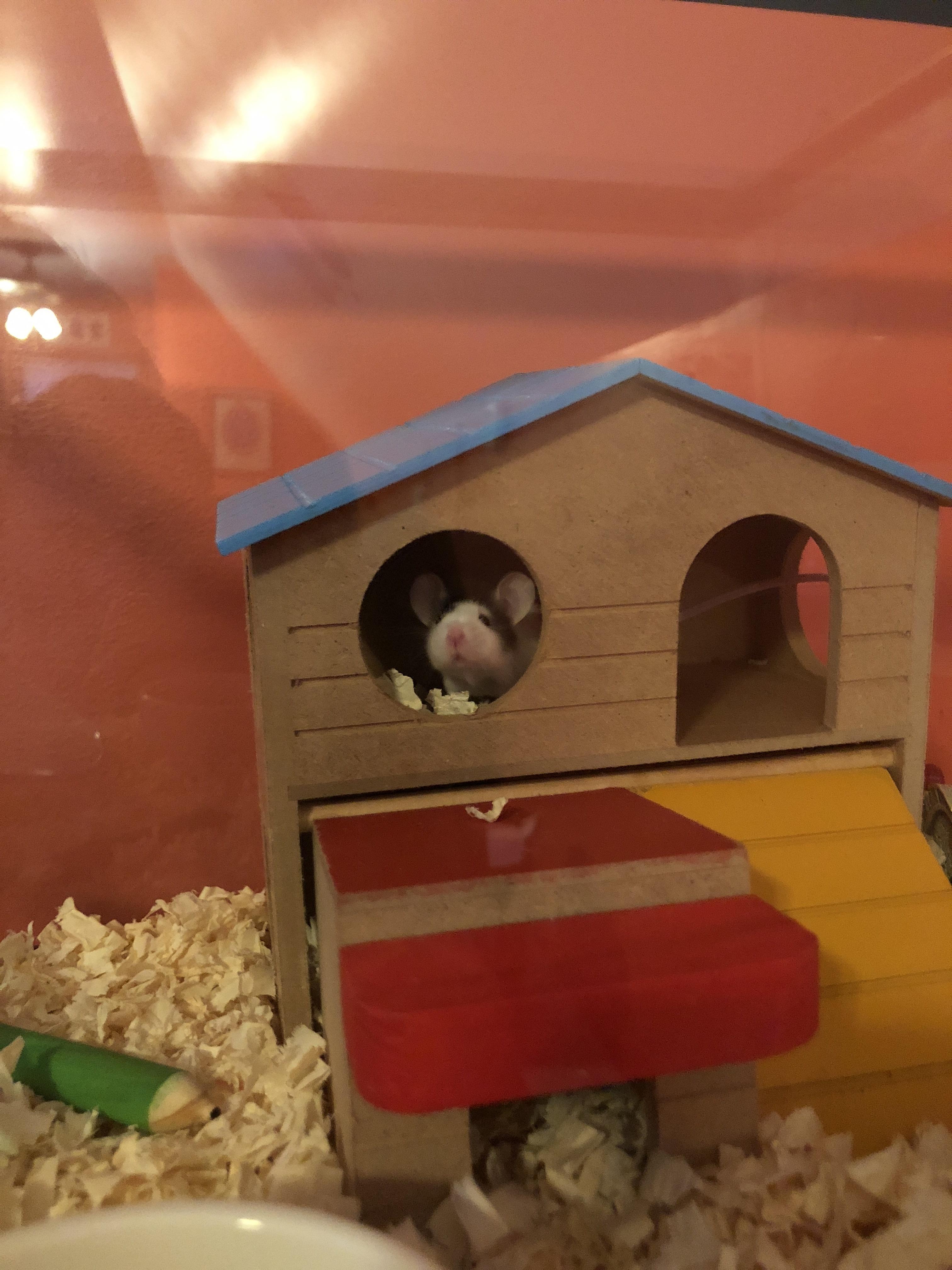 This is my first mouse and his name is Mickey. I’m so surprised at how intelligent these little ...