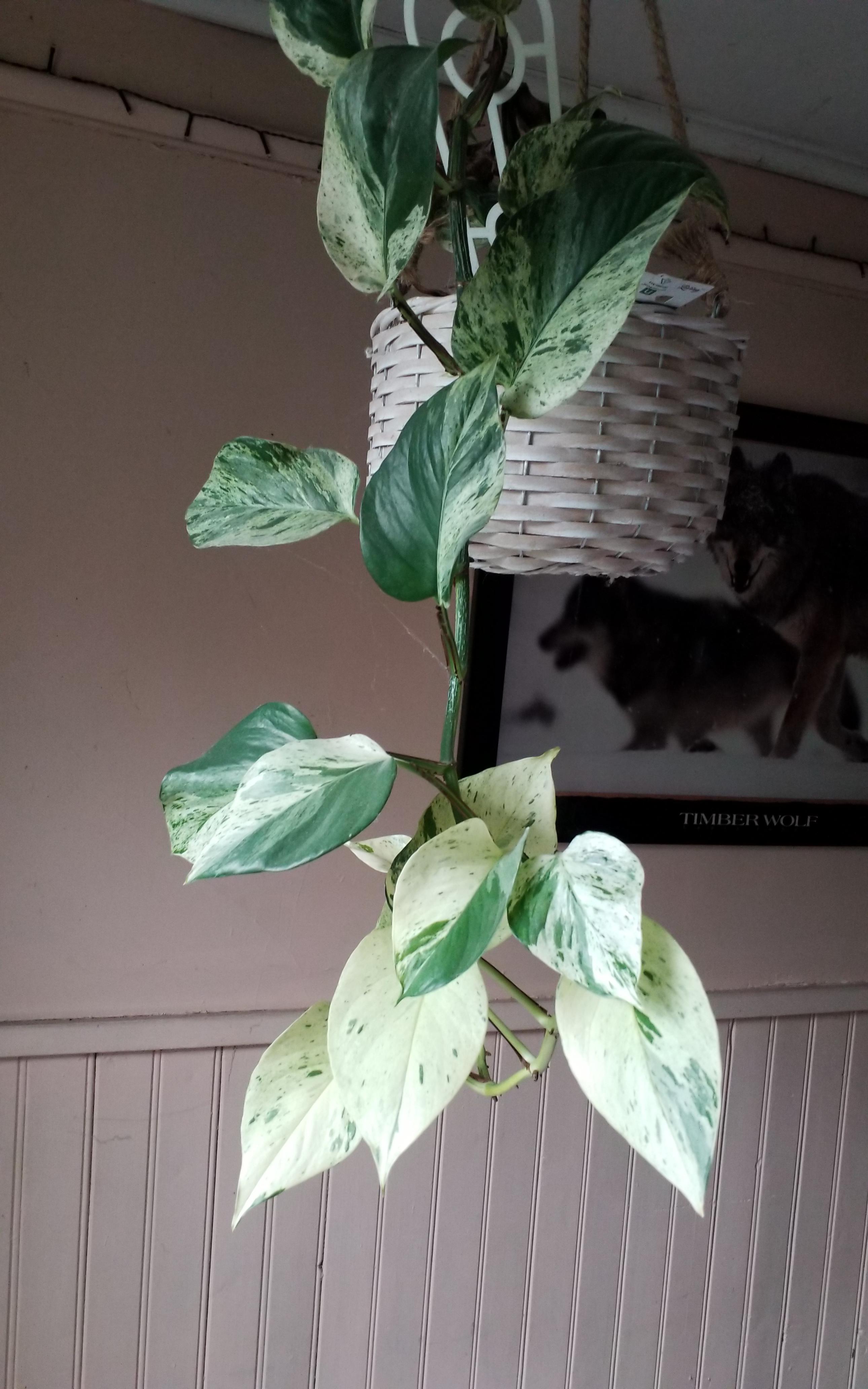 This is my Marble Pothos. | Scrolller