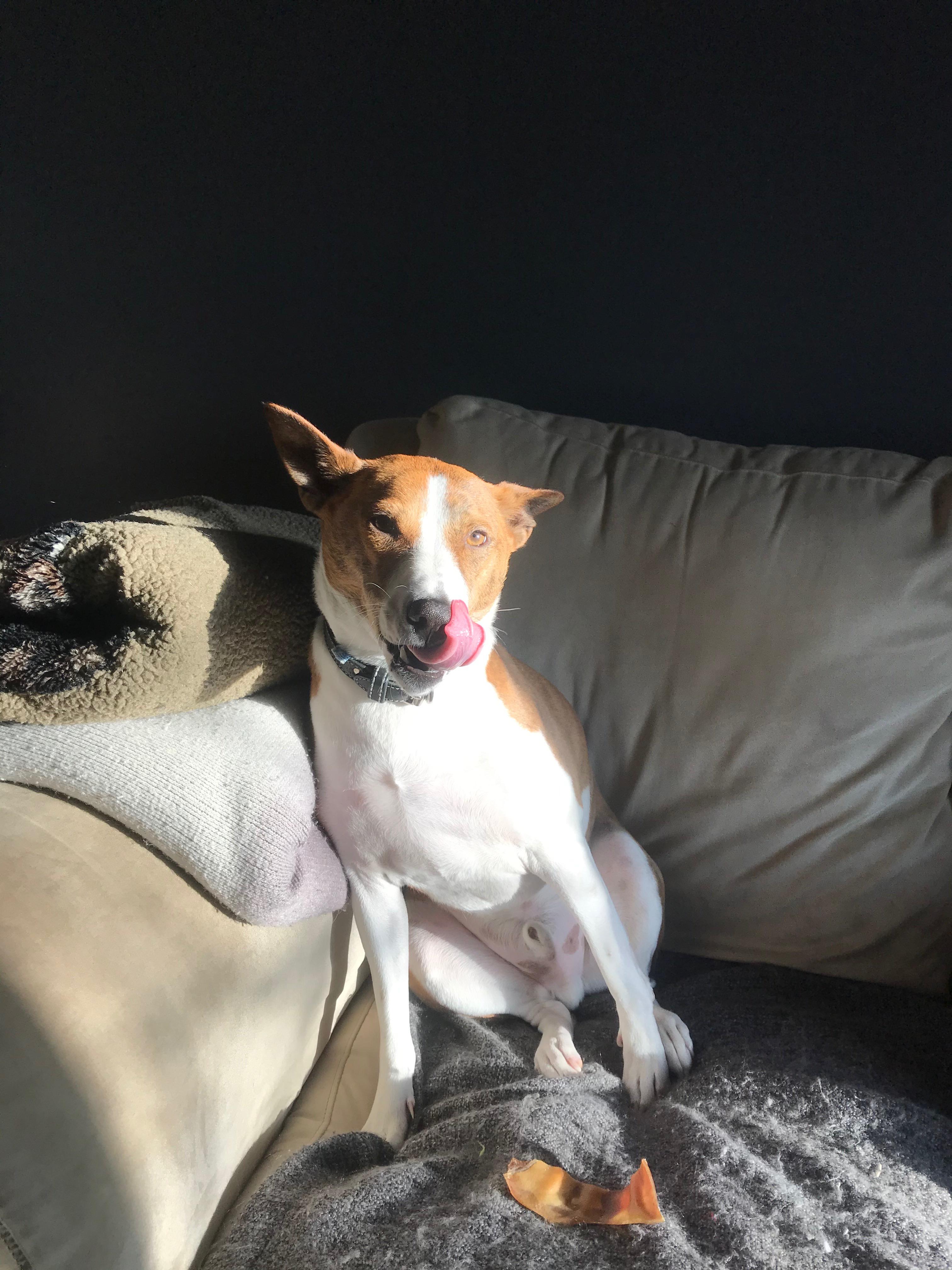 This is my new favourite pic of my Basenji 😍 the Baby Yoda ears especially. | Scrolller