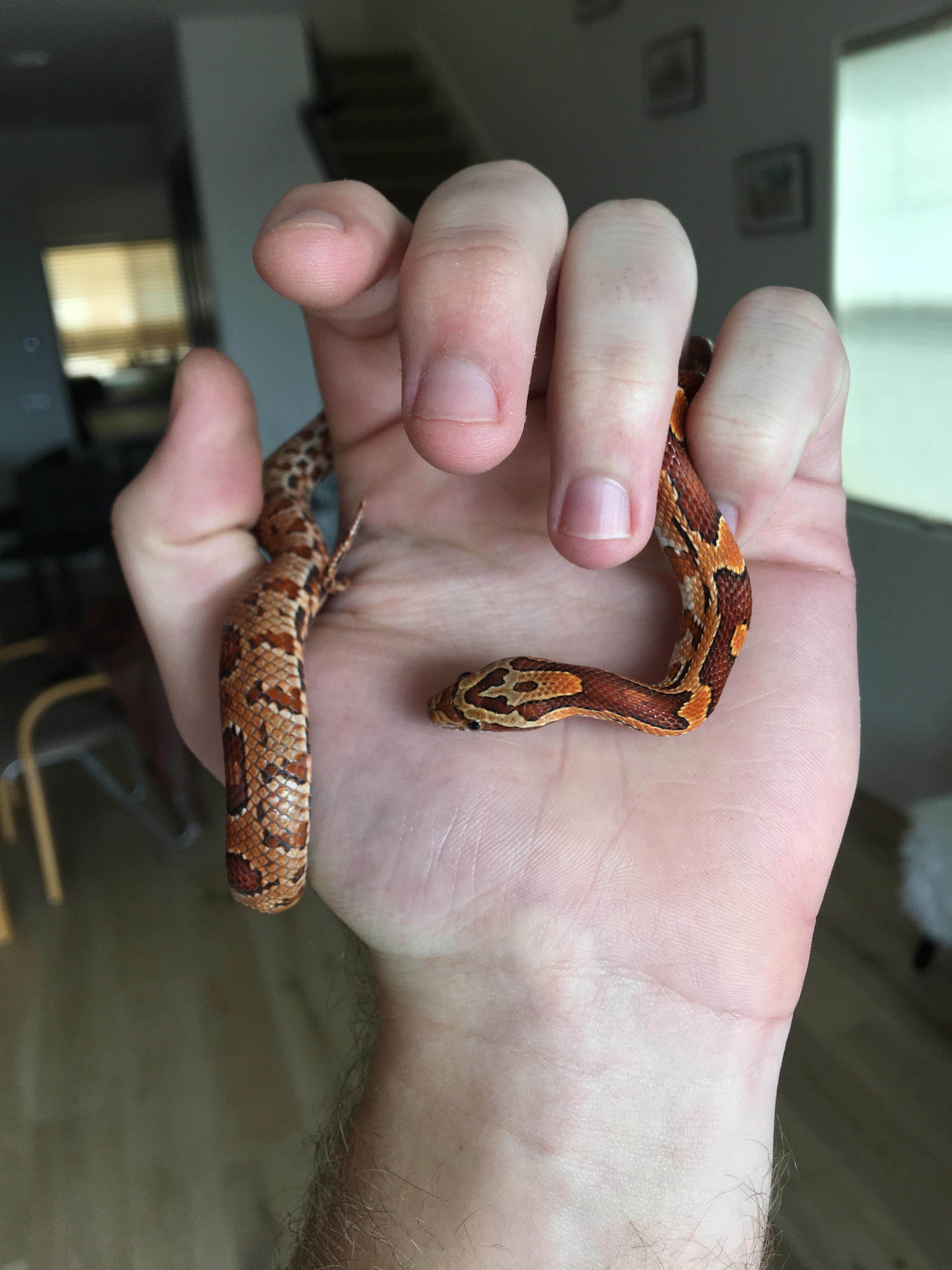 This is my new friend Seraph! | Scrolller