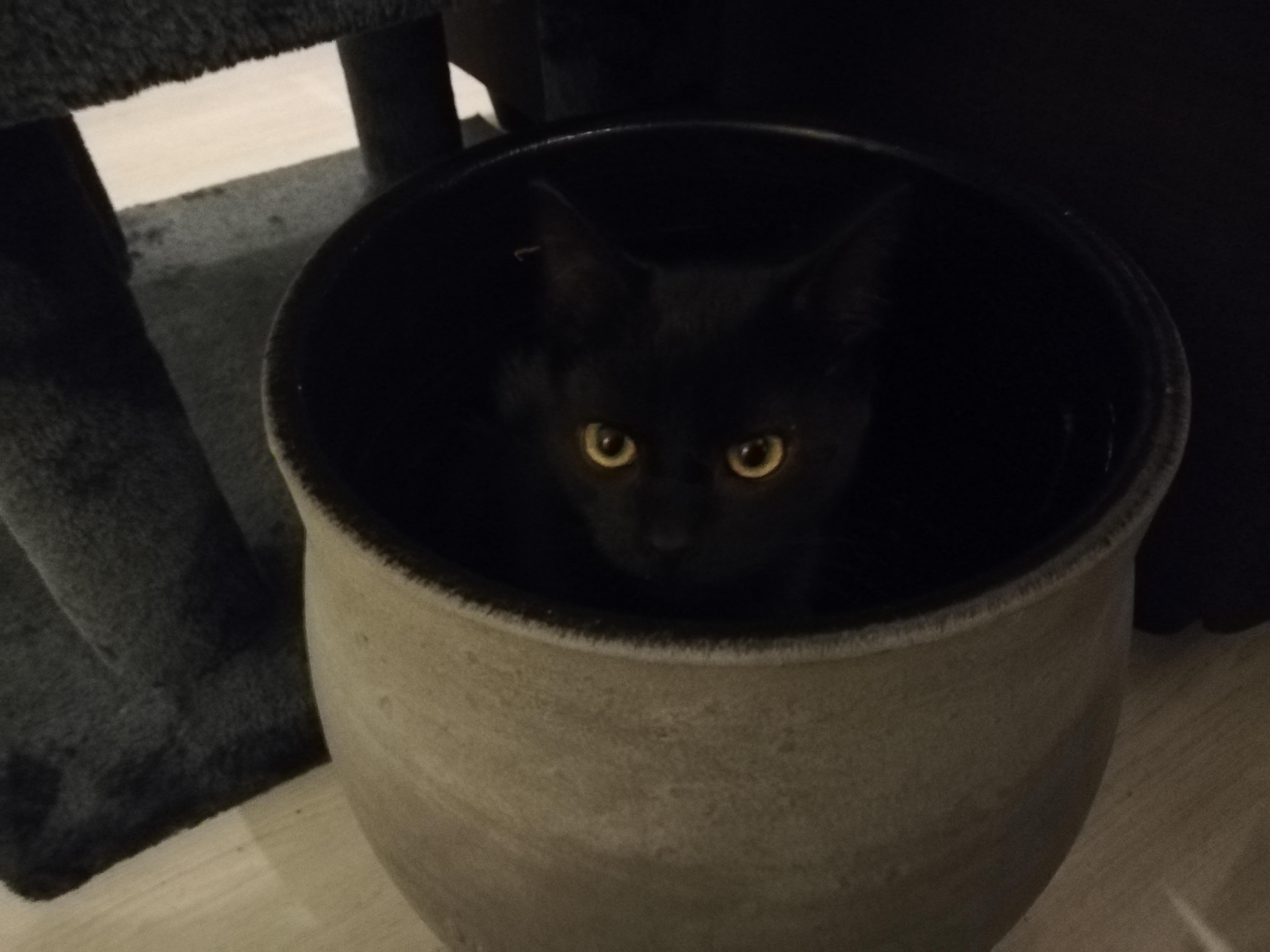 This is MY pot | Scrolller