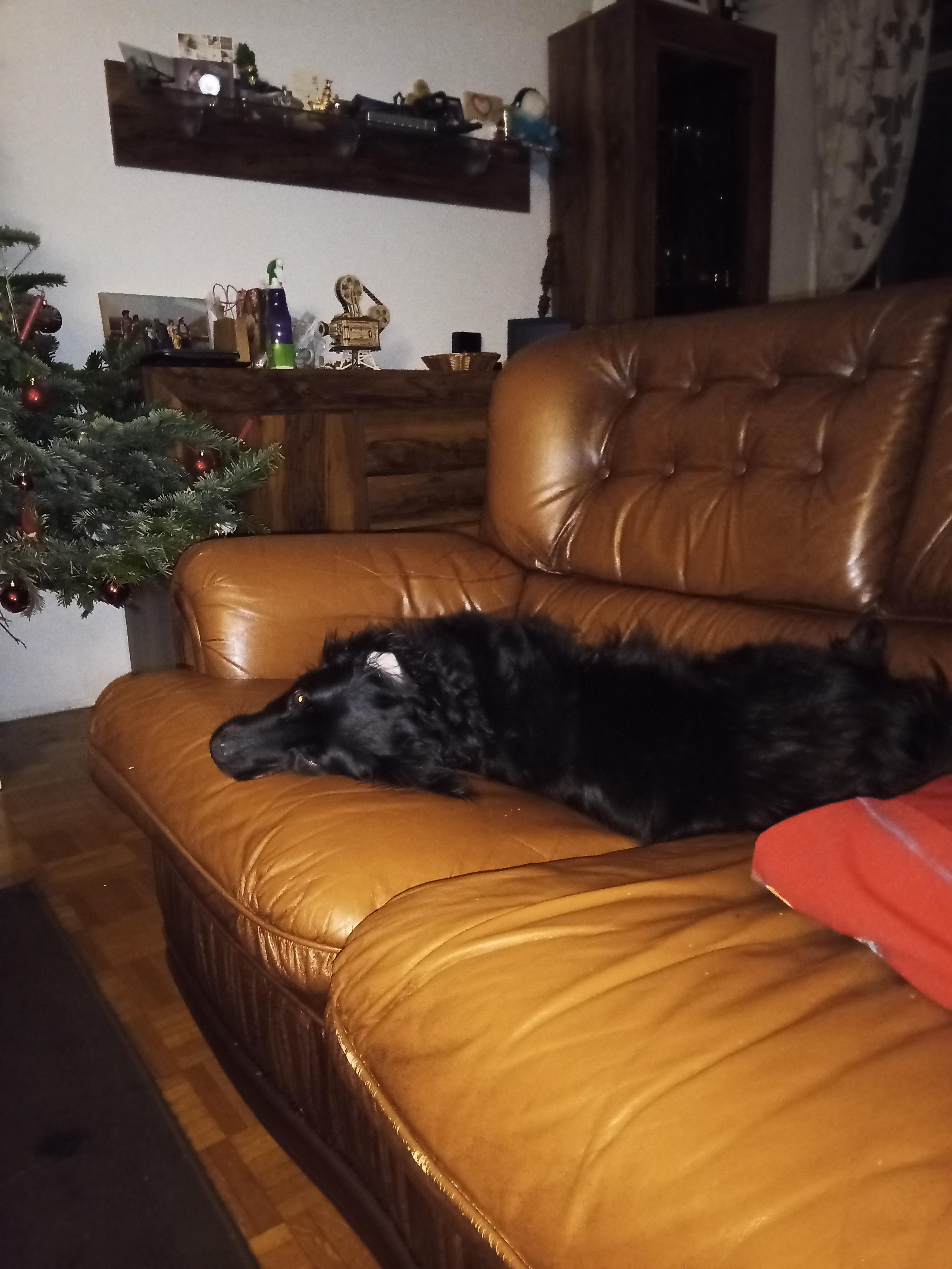 This is my sofa now | Scrolller