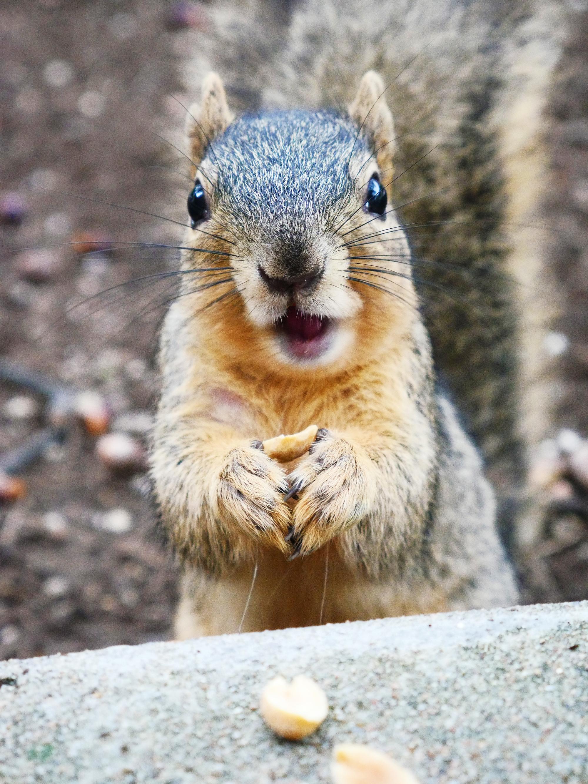 This is Nutterbutter. He was crowned "Goodest Boye" out of all the campus squirrels. | Scrolller