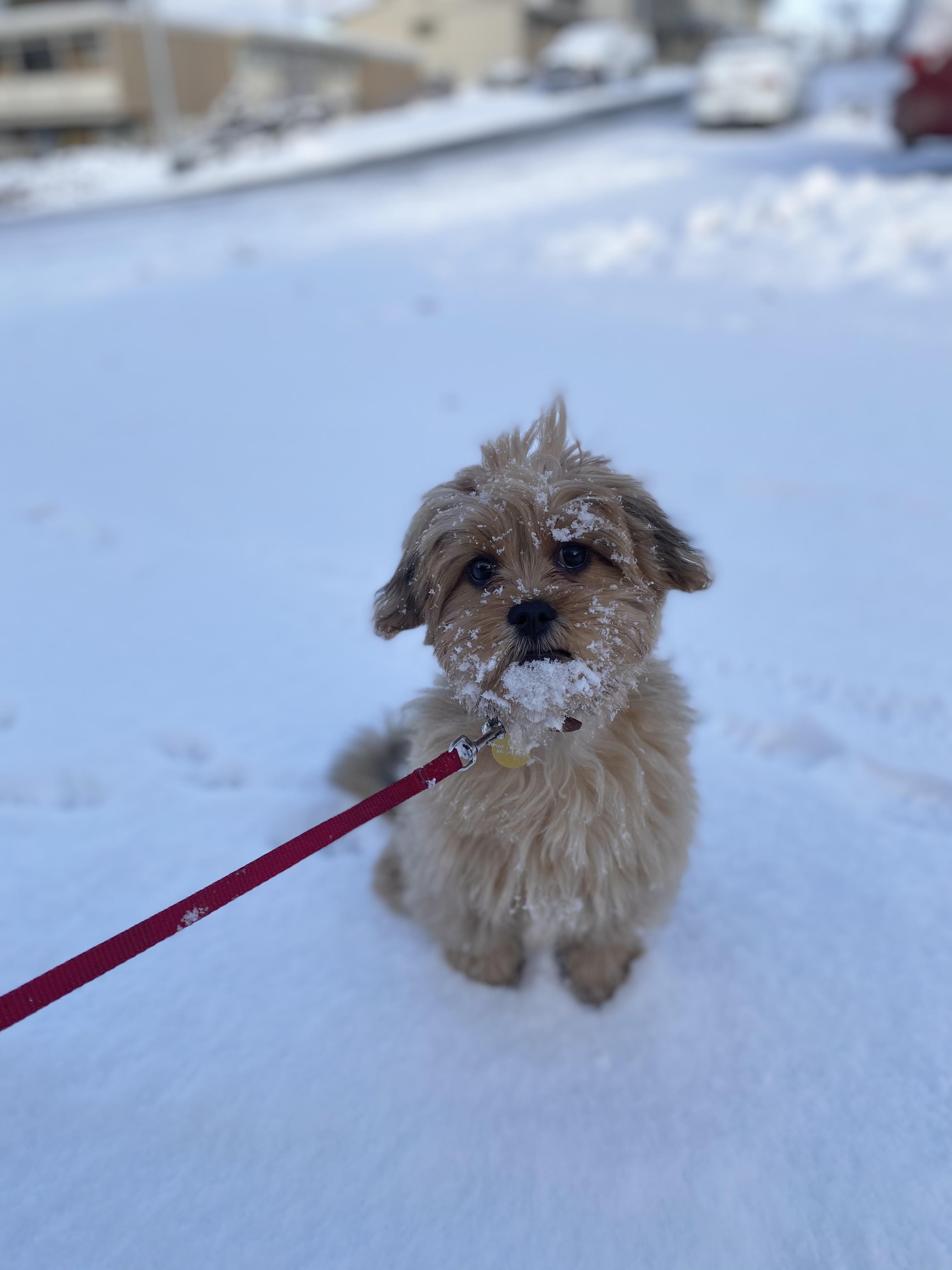 This is Olive enjoying her first snowfall :) | Scrolller