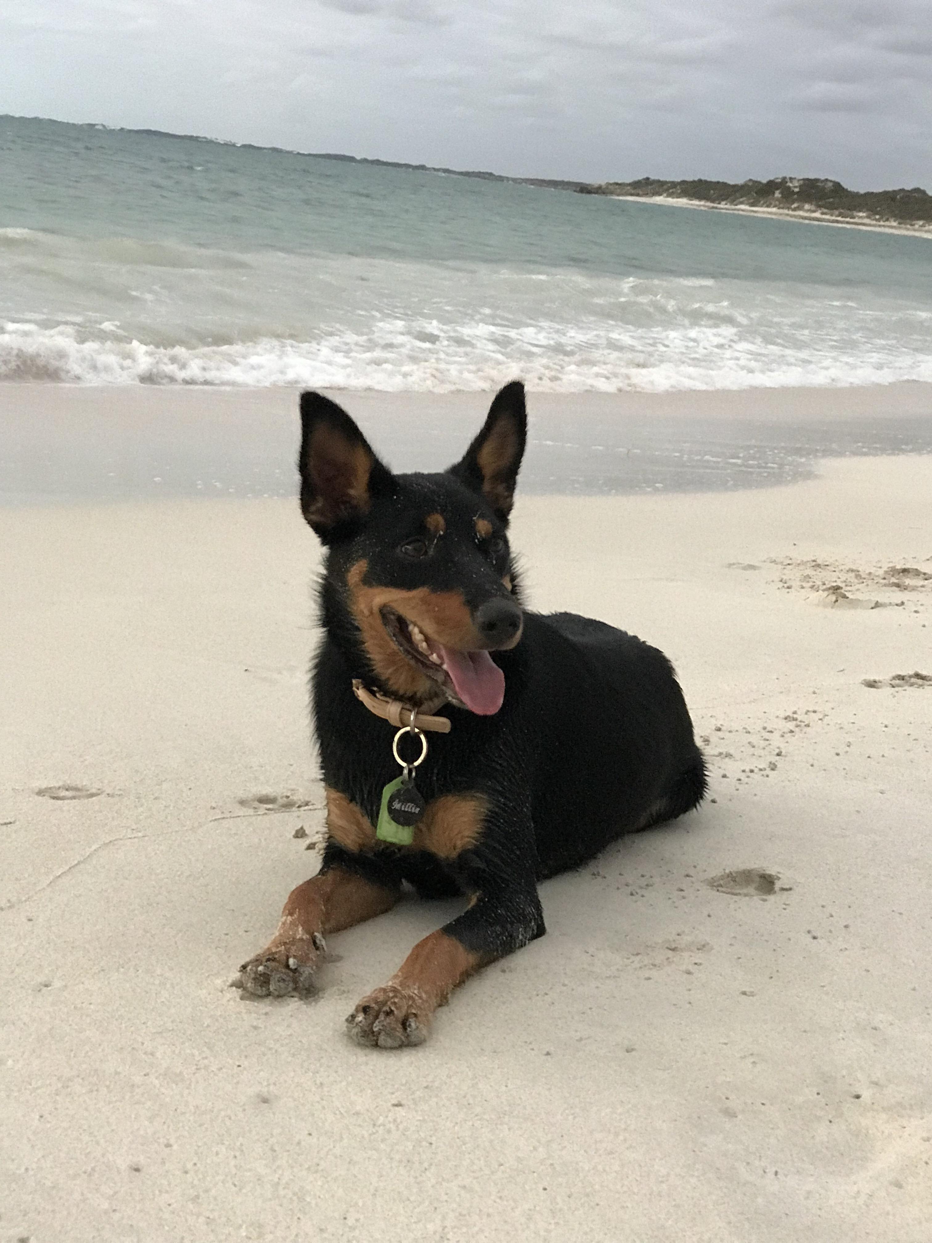 This is our Kelpie, Millie | Scrolller