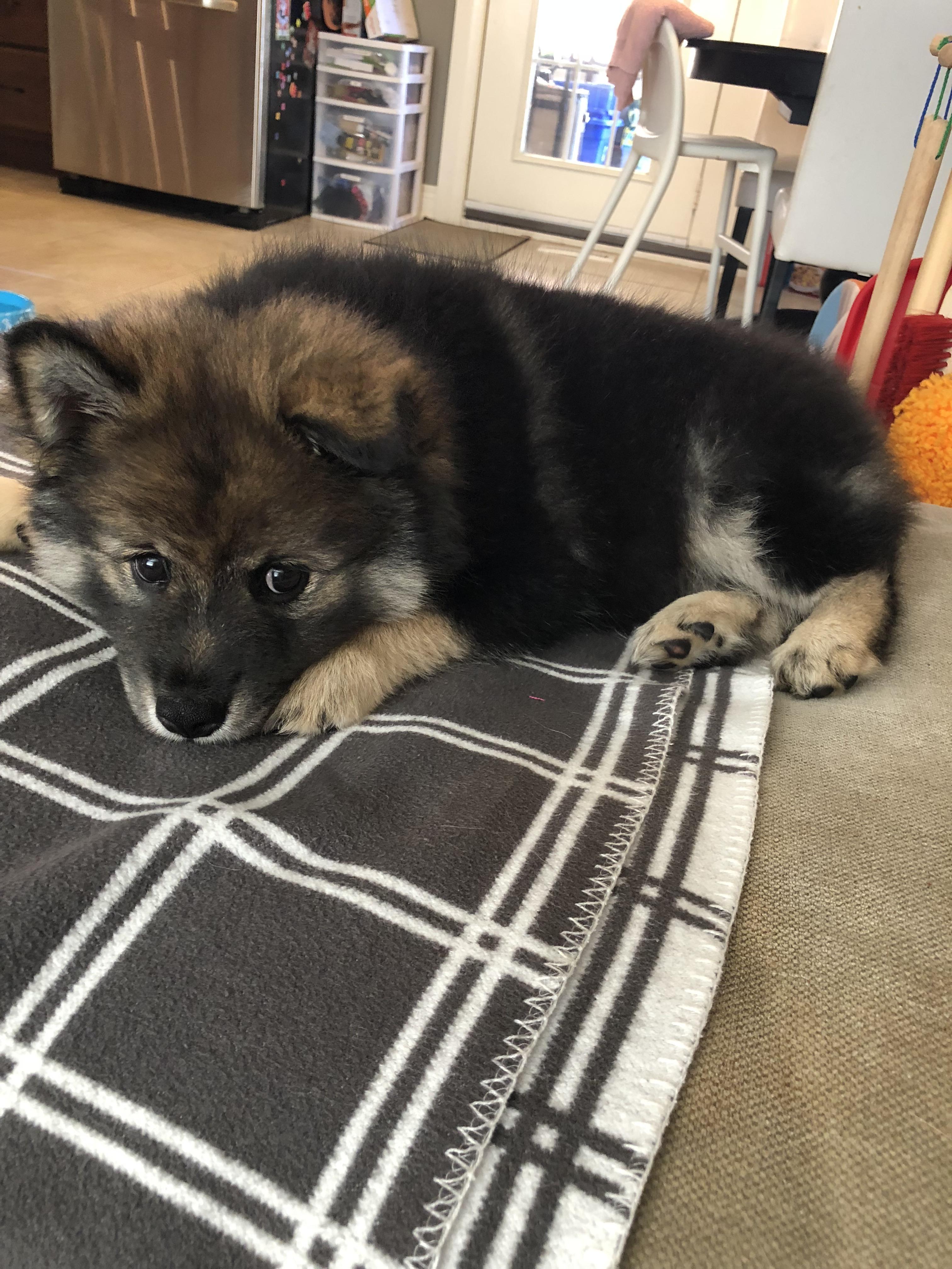 This is our new baby, Rosie. She’s a 10 week old Finnish Lapphund. | Scrolller