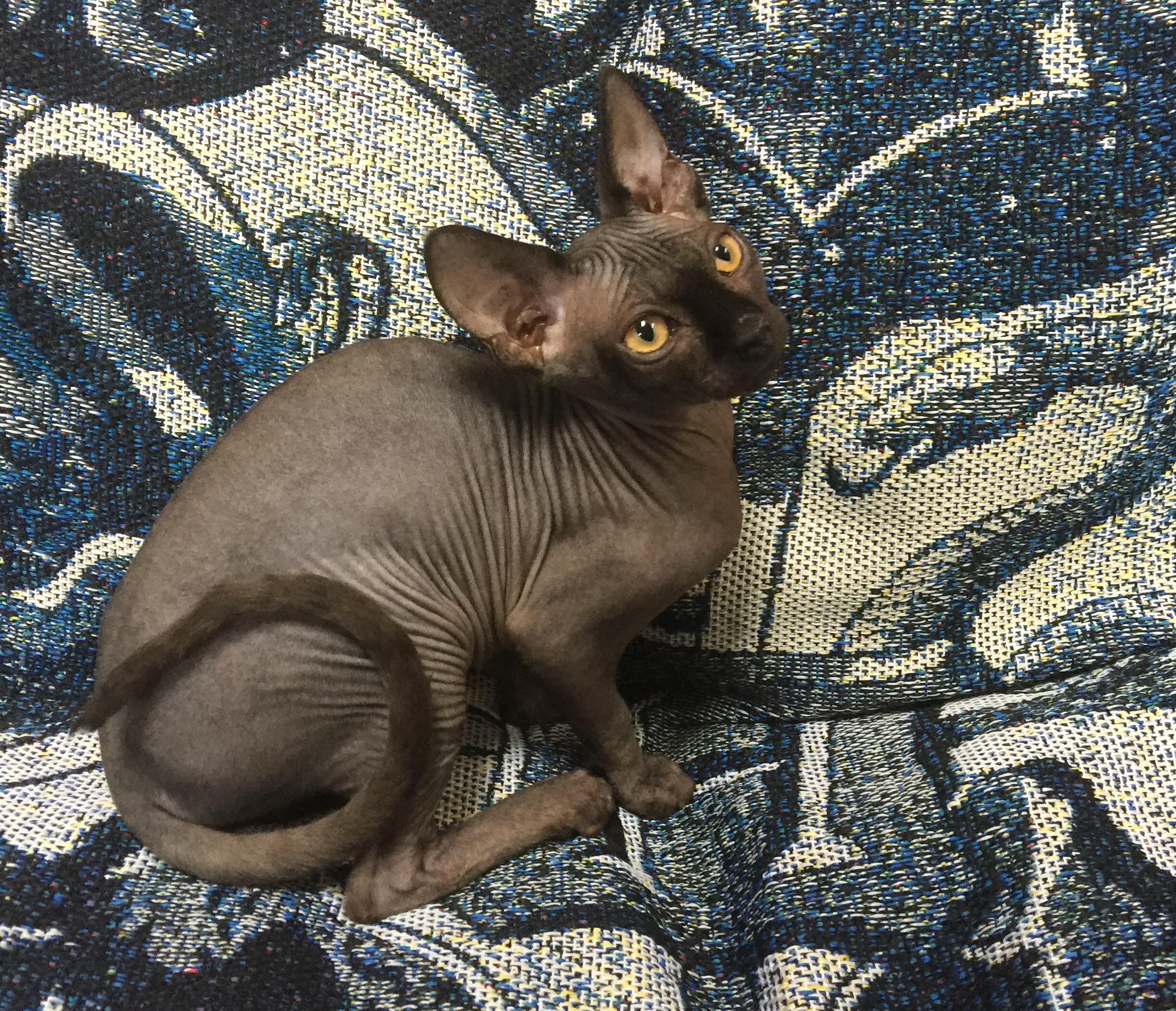 This is our Slytherin Girl Bellatrix the Black Sphynx. | Scrolller