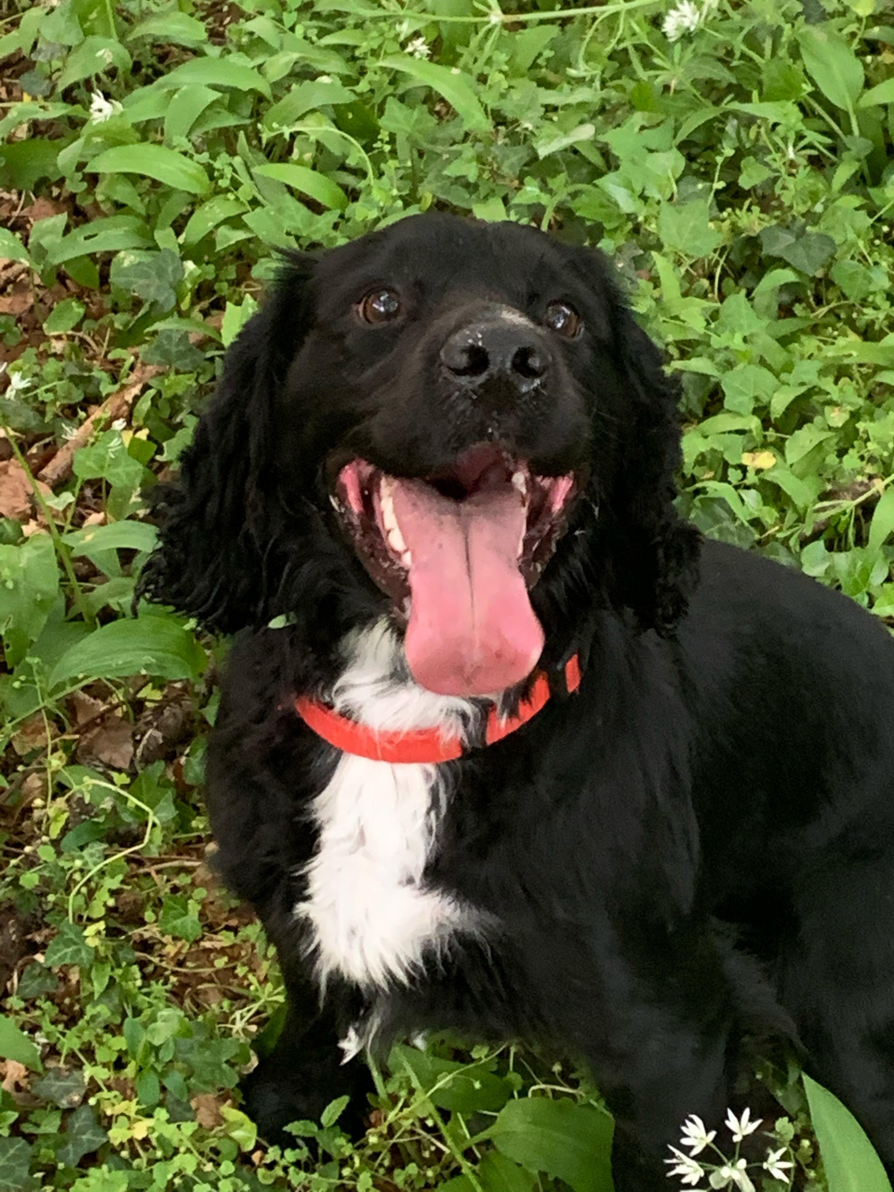 This is Stanley! He’s a cocker spaniel and it’s his birthday today, he turned 4! | Scrolller