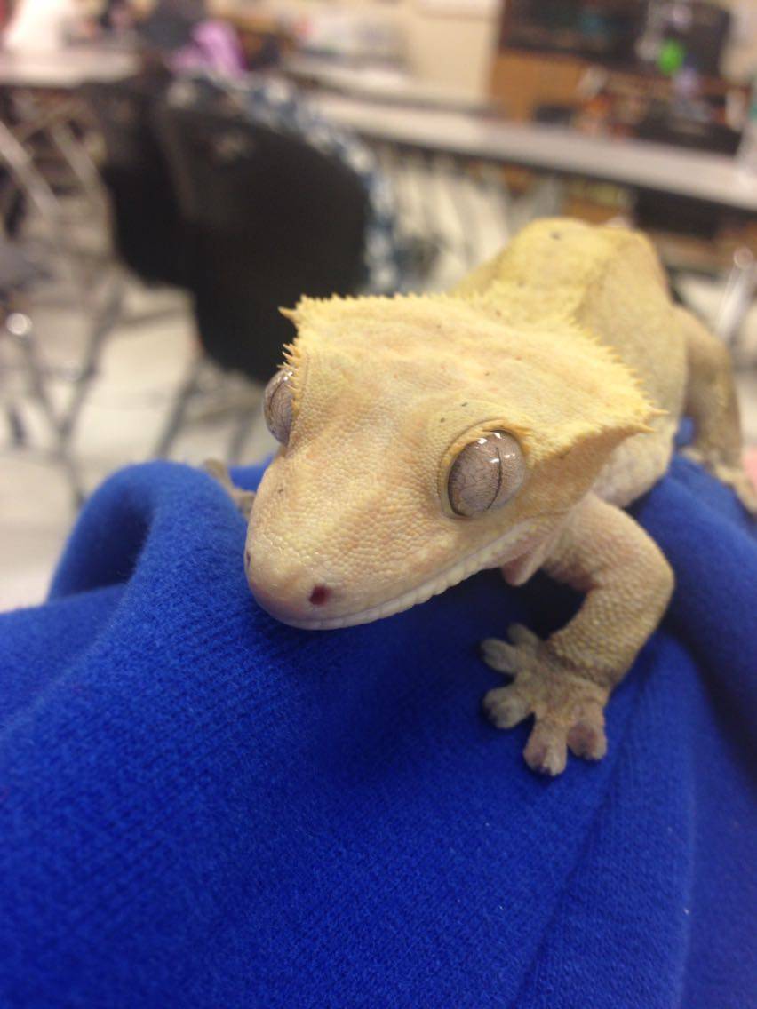 This is Sugar the crested gecko | Scrolller