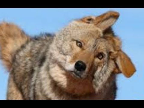 This is the first result when you google ''Coyote funny''. Keep an eye out for more adjectives ...