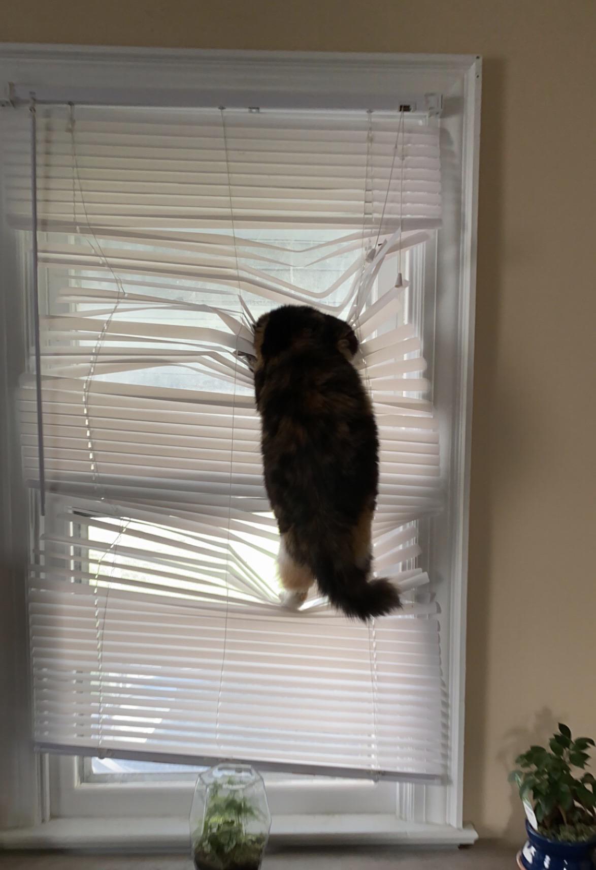 This is what happens when I forget to open the blinds for her in the morning. | Scrolller