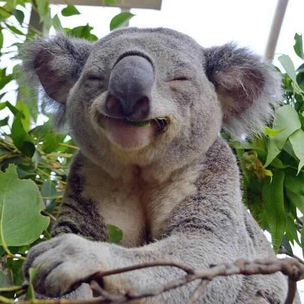 This Koala loves smiling | Scrolller