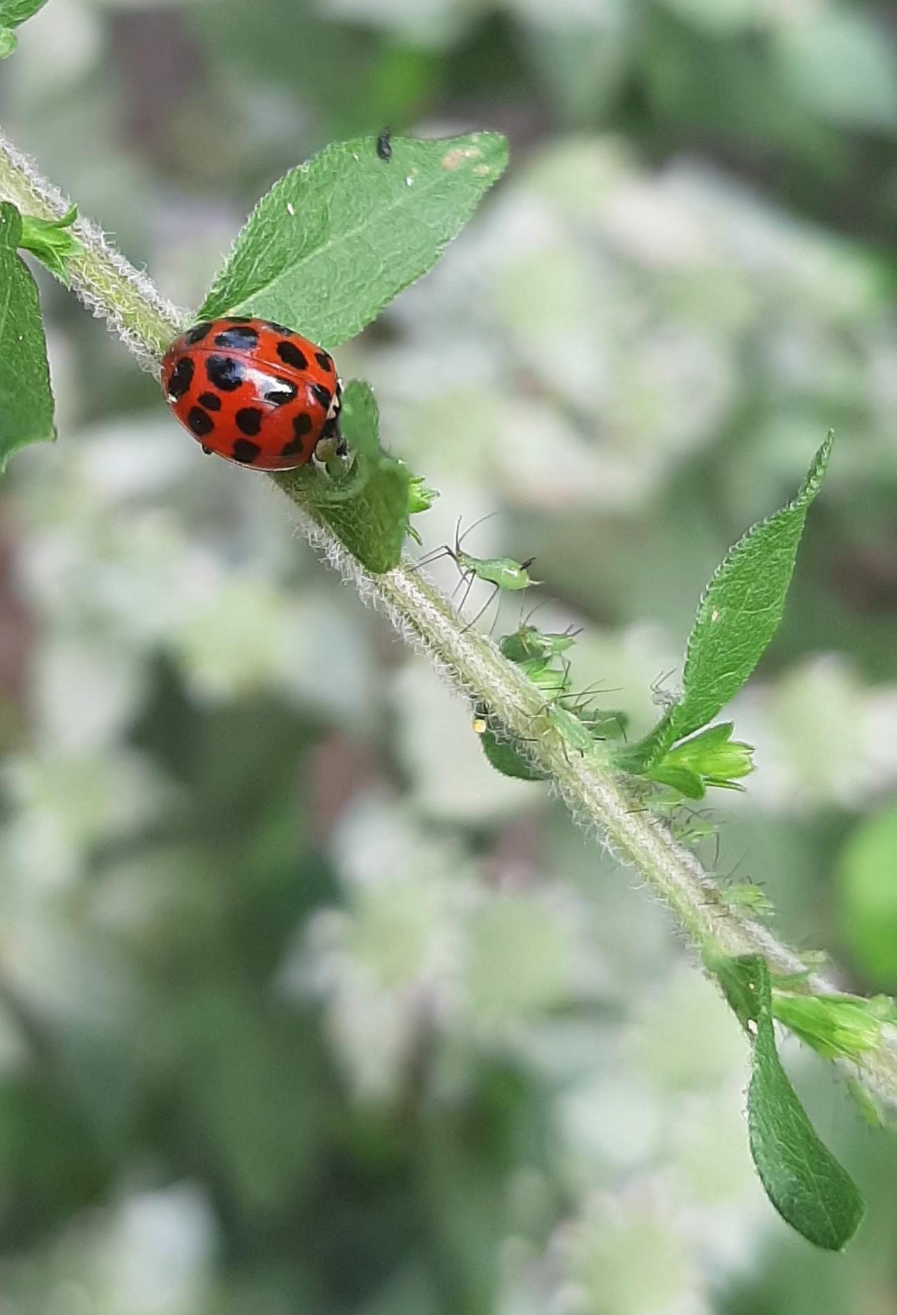 This ladybug on the prowl. | Scrolller