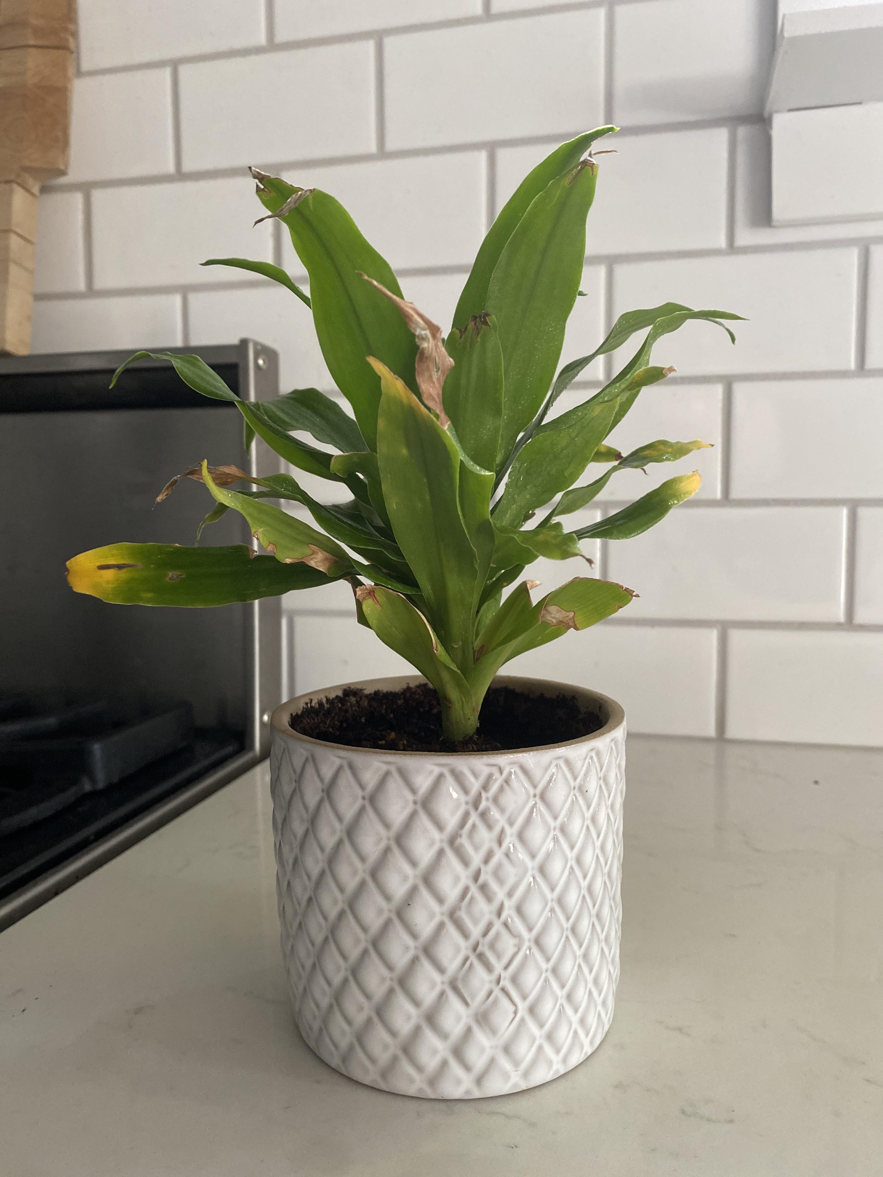 This limelight dracaena has never done very well and I don’t know why ...