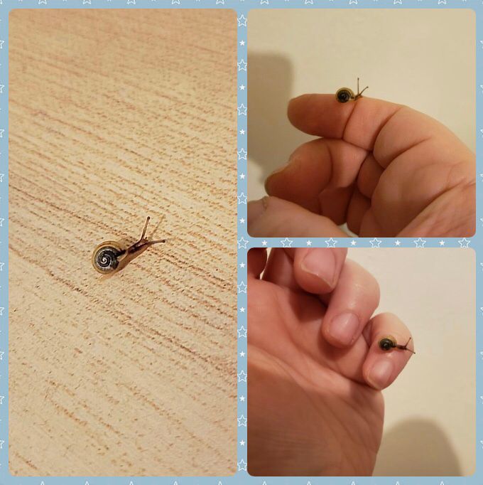 This little baby I named SnailMail was inside my Amazon package!! | Scrolller